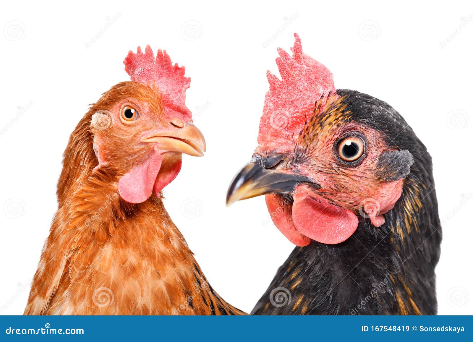 Curious Chicken Of Legorgon Breeds Peck What& X27;s Left After Taking ...