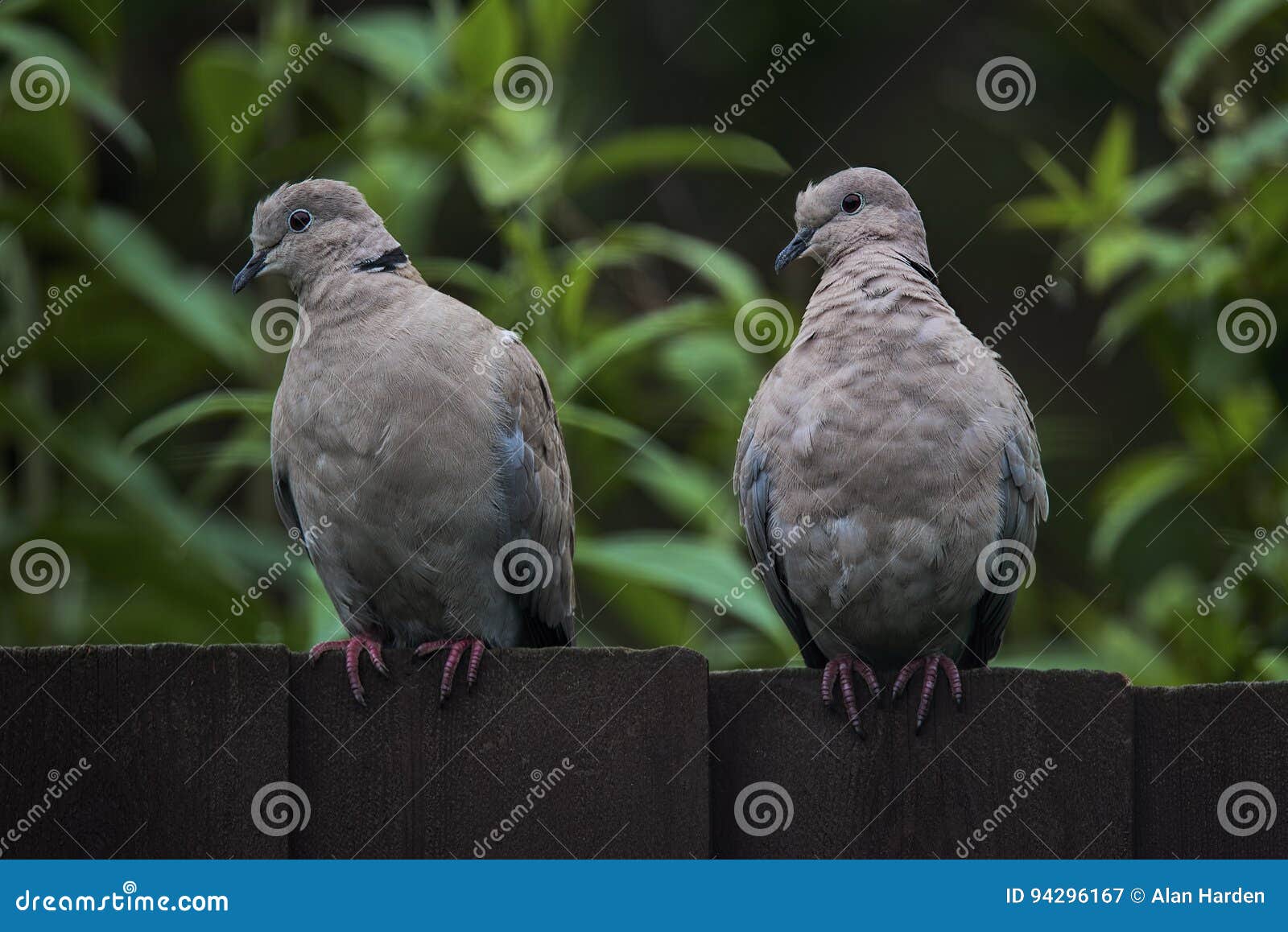 Two Curious Collared Doves Sitting on a Dark Wooden Fence Stock Image ...
