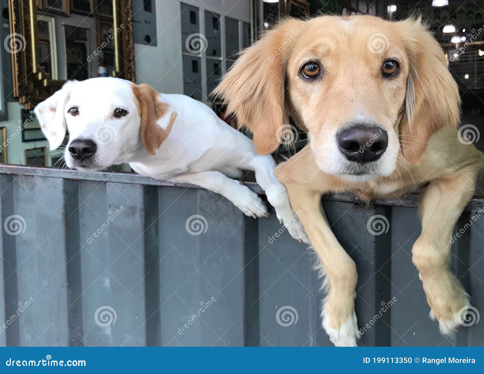 Curious Dogs Excitedly Peeking Through A Garden Gate To Explore The ...