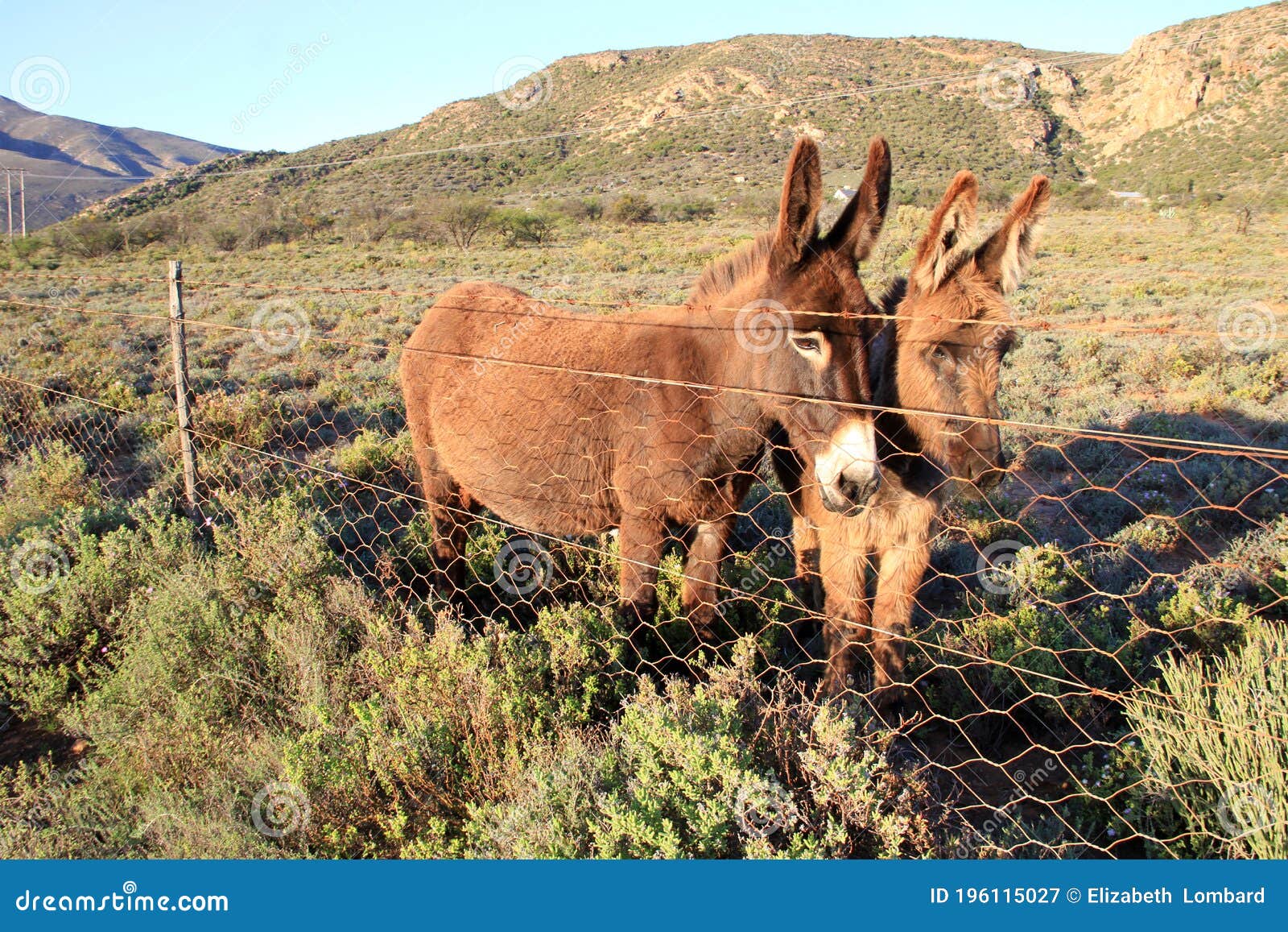 Two Curious Donkeys Behind a Fence in the Karoo. Stock Image - Image of ... Two Curious Donkeys Behind a Fence in the Karoo. Stock Image - Image of ...