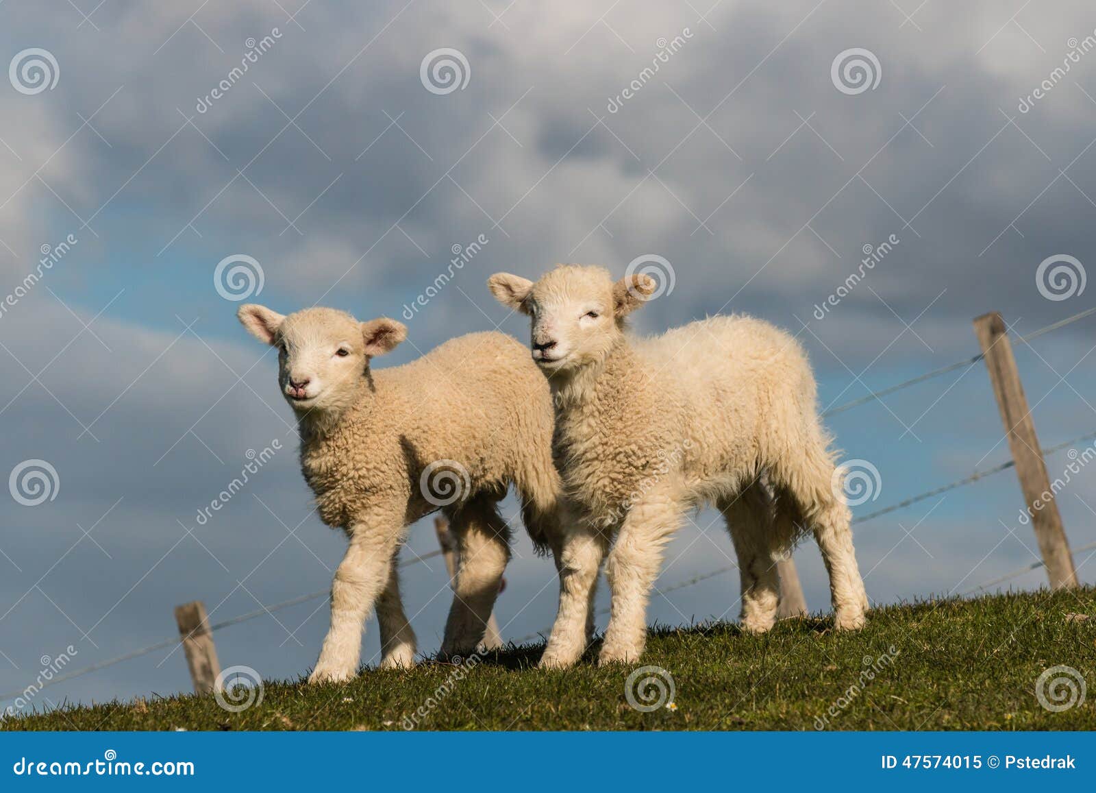 Two curious little lambs stock image. Image of easter - 47574015