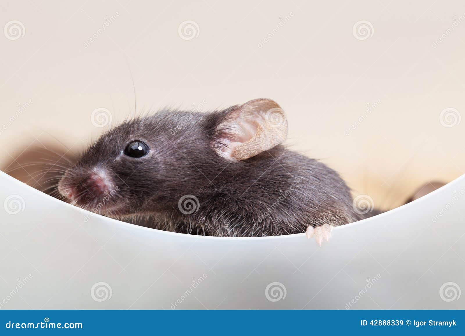 Two curious mouses stock image. Image of tail, muzzle - 42888339