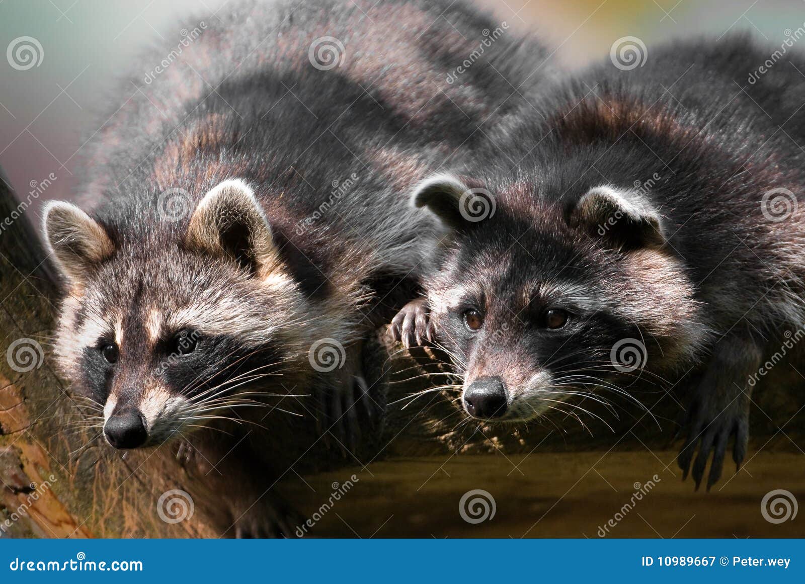 Two curious racoons stock image. Image of together, couple - 10989667
