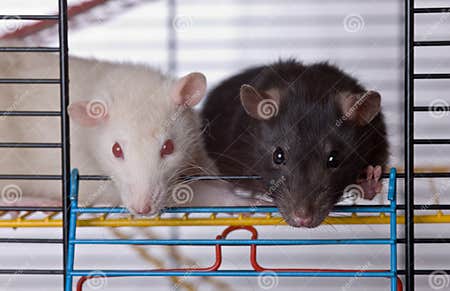 Two curious rats stock photo. Image of cage, wire, macro - 15553834