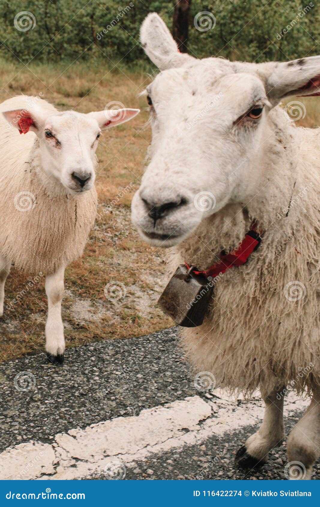 Two Sheep with a Bells on the Road. Stock Photo - Image of looking ...