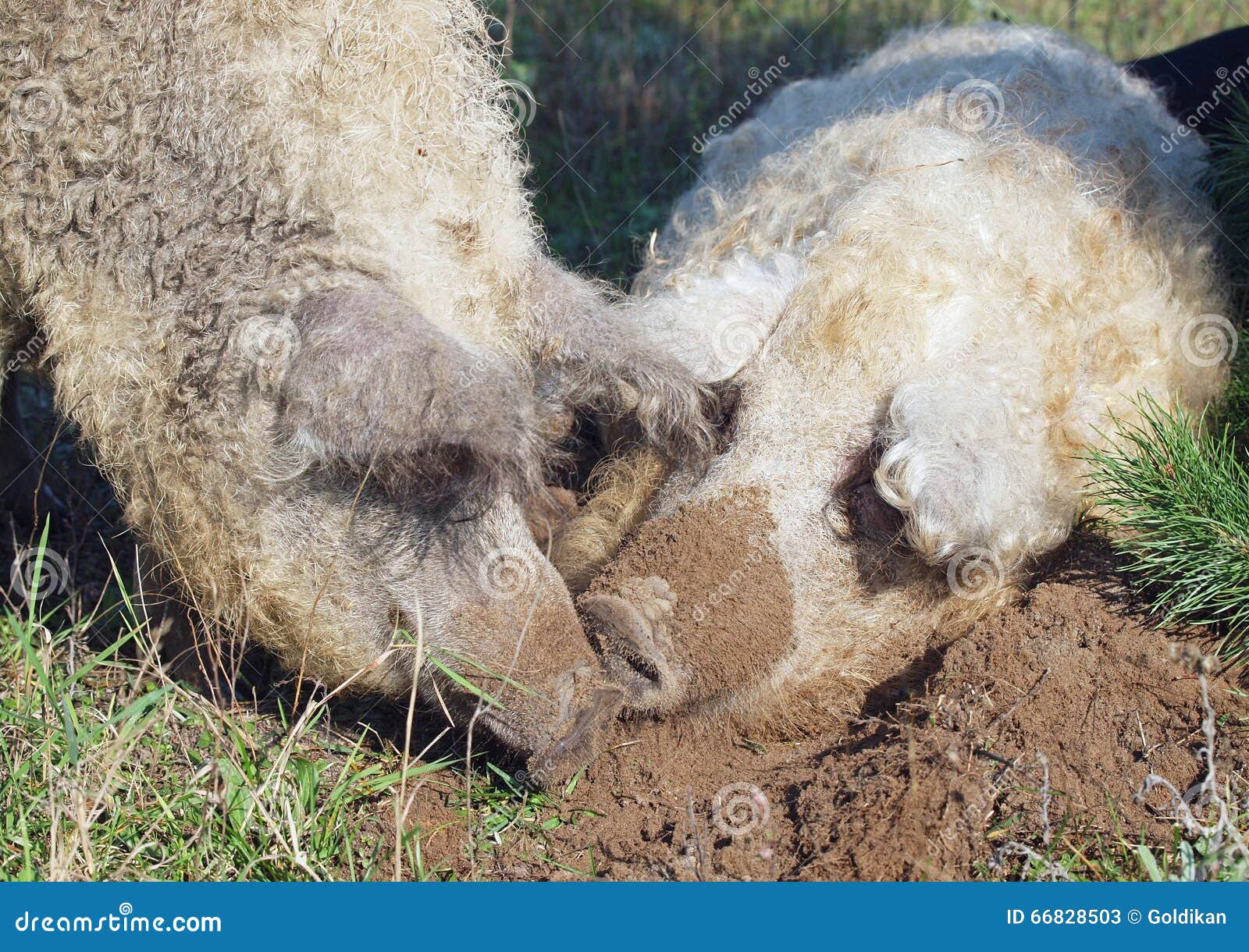Two Curly Pigs Dig in Earth Stock Image - Image of breed, organic: 66828503