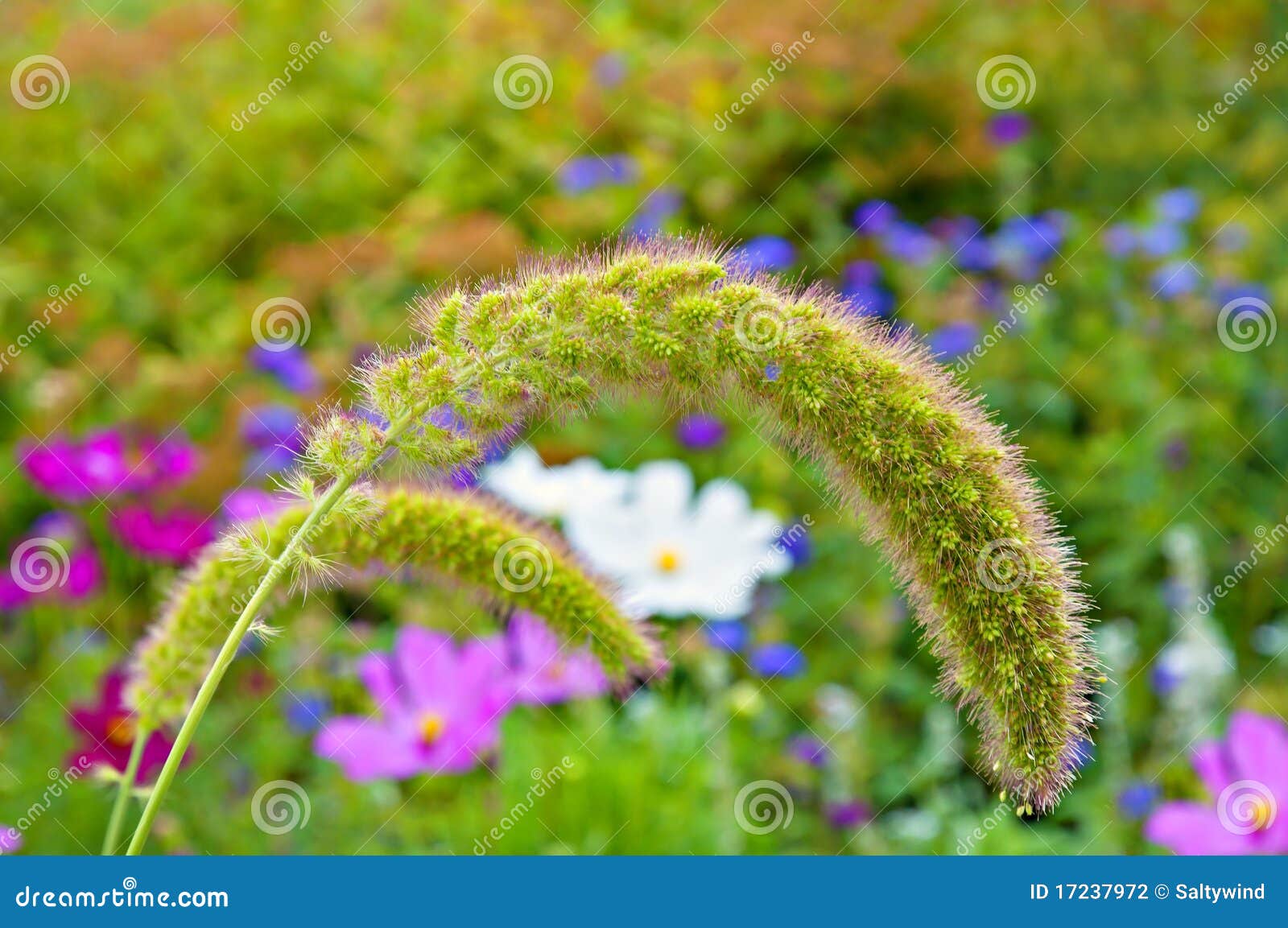 Two curved spikes stock photo. Image of close, spike - 17237972