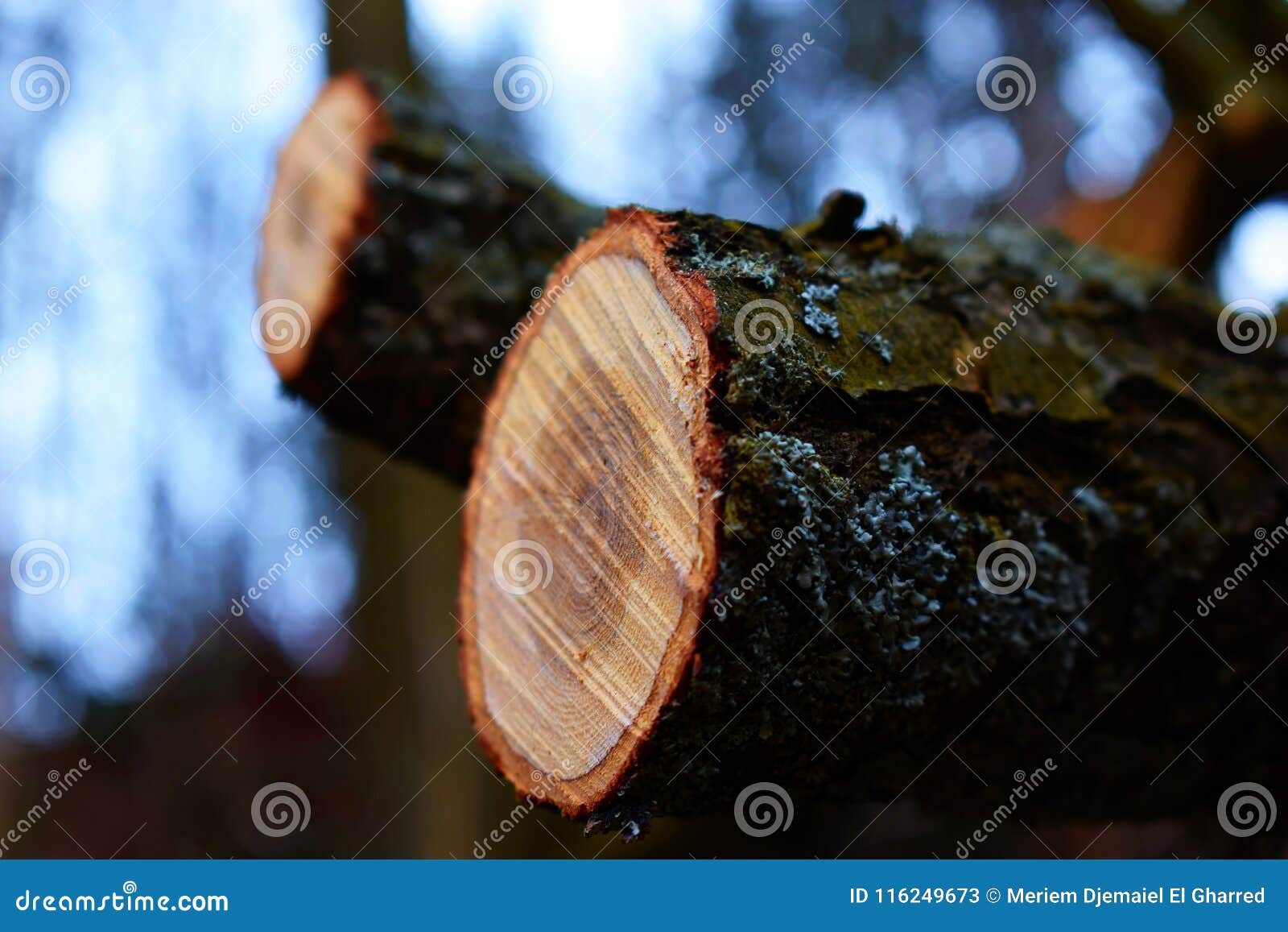 Two cut tree trunks stock image. Image of round, organic - 116249673