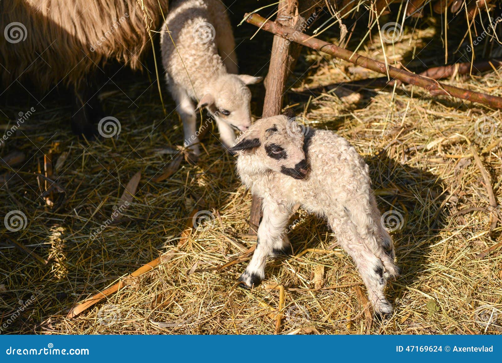 Two Cute and Adorable Young Lambs Playing on the Farm Stock Photo ...