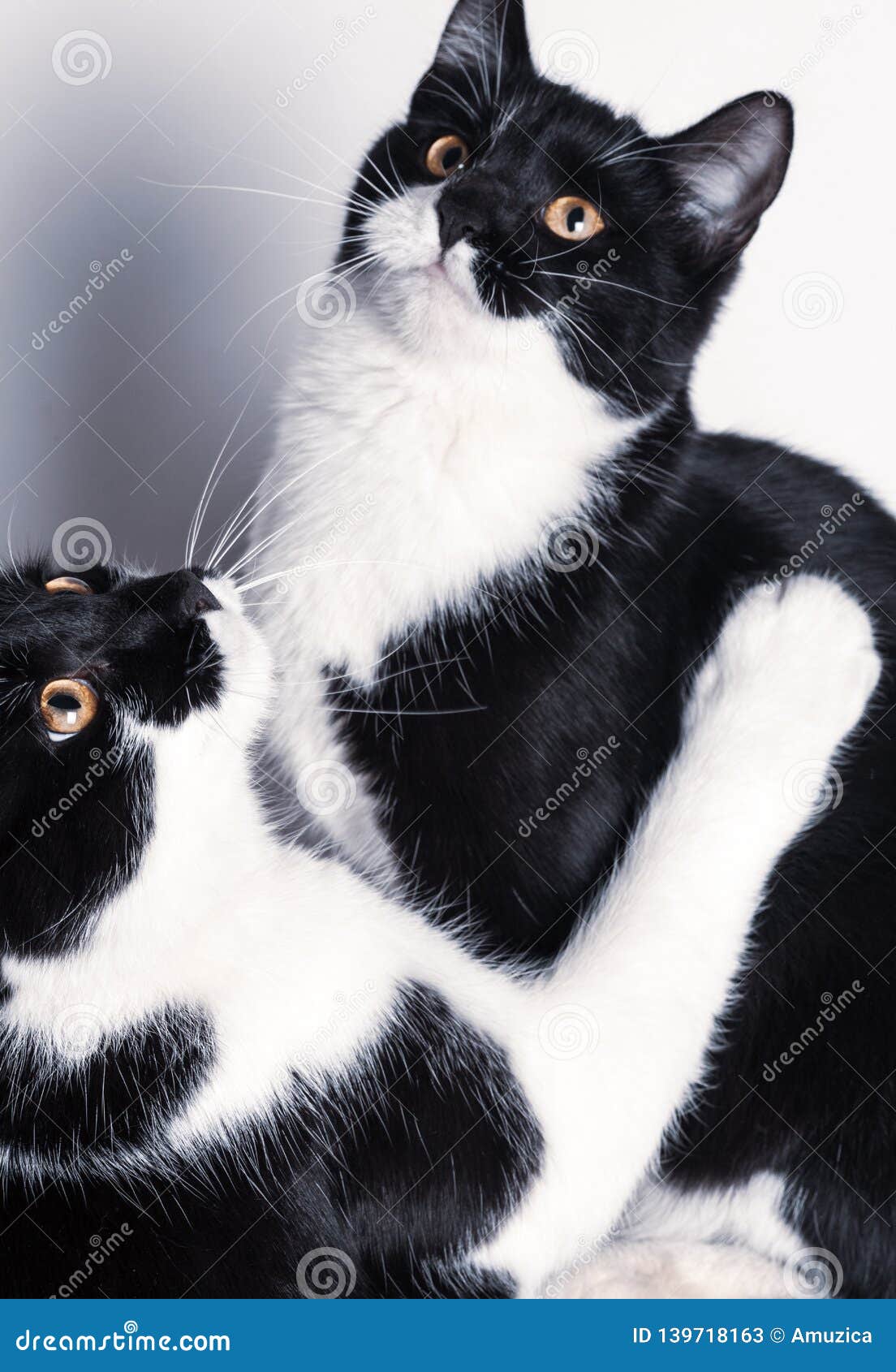 Two cute baby cats plaing stock image. Image of black - 139718163