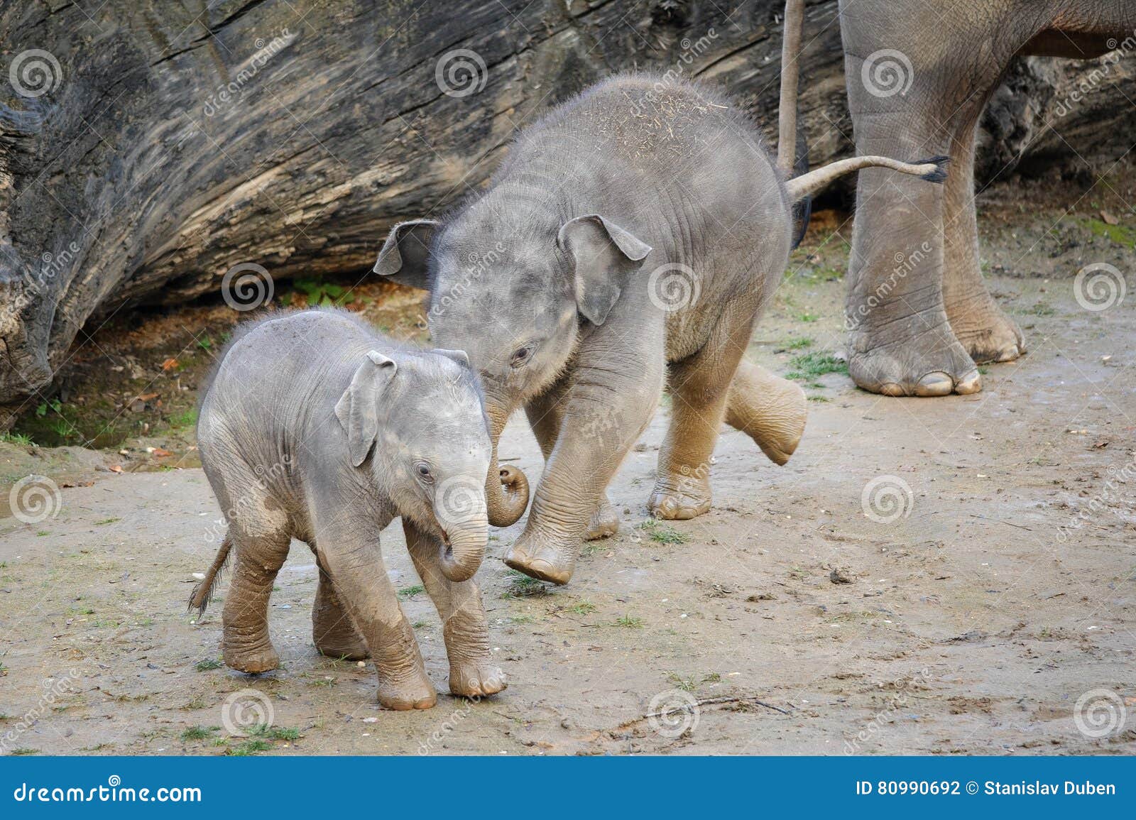 Two Cute Baby Elephants in Fun Game Stock Photo - Image of asia ...