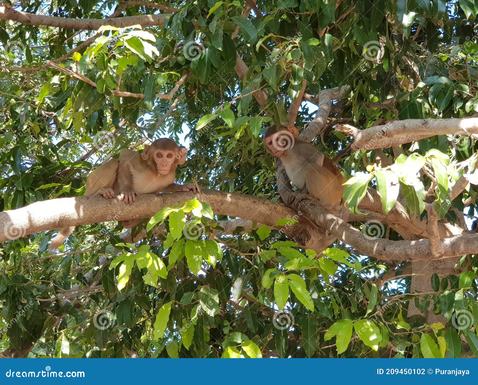 Two Cute baby monkey stock photo. Image of mammal, wildlife - 209450102
