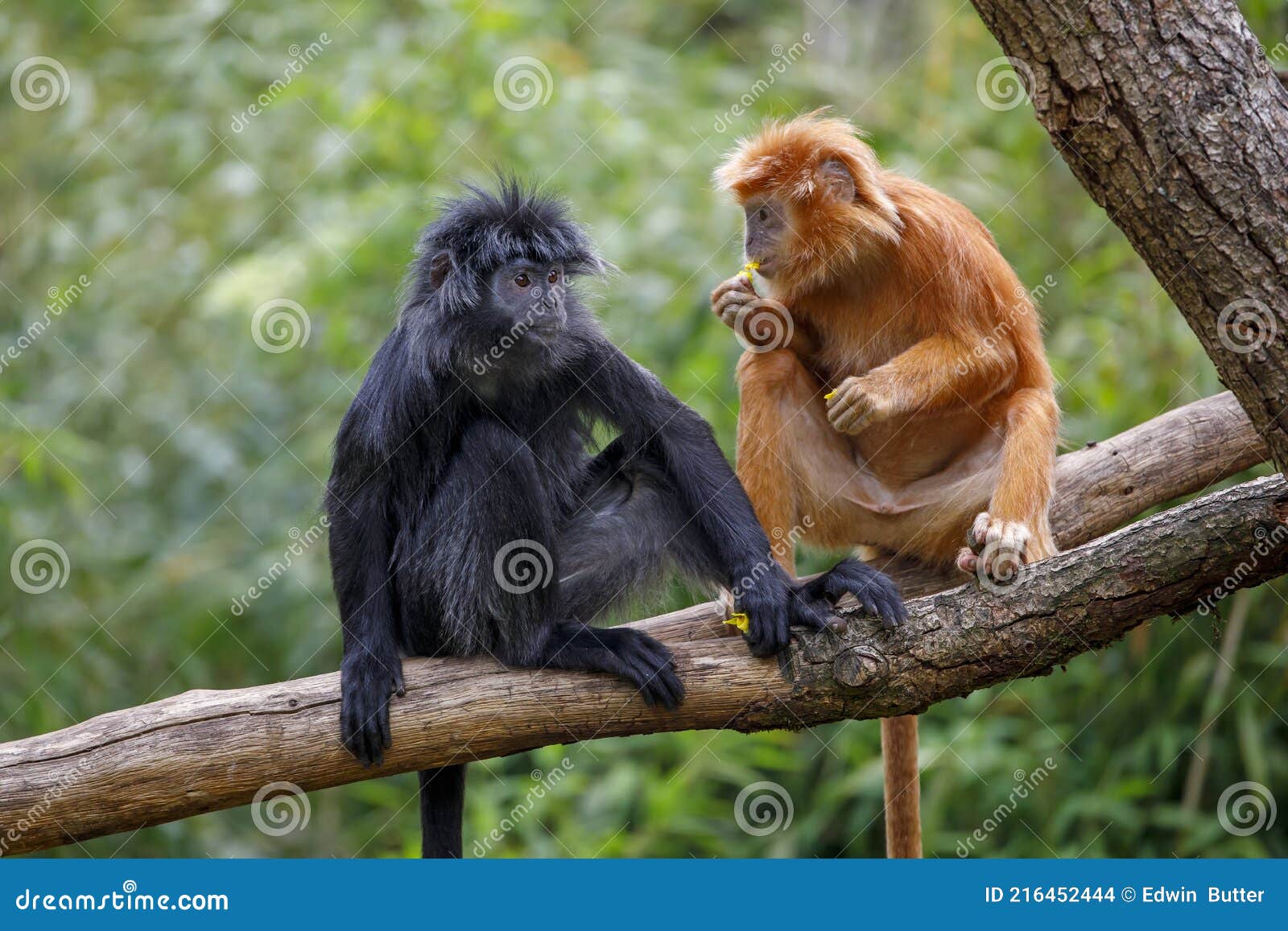 Two Cute Baby Monkeys Trachypithecus Auratus Stock Photo - Image of ...