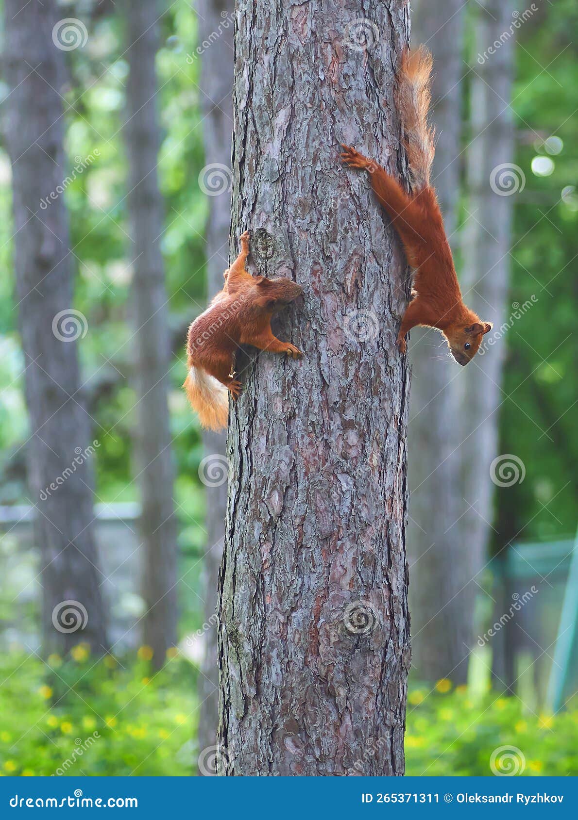 Two Baby Squirrels Standing on a Tree Stock Image - Image of moustaches ...