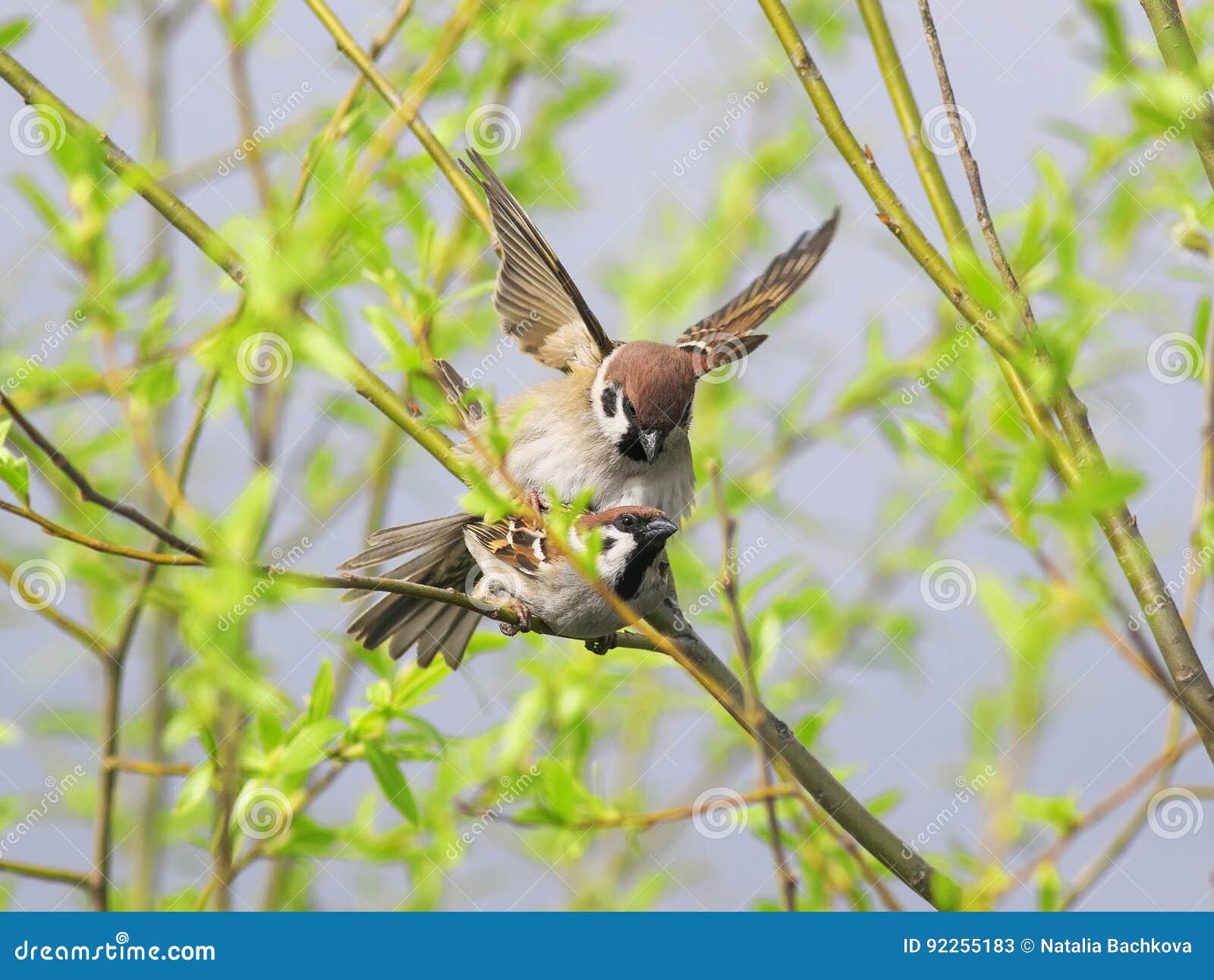 Two Cute Birds in Love Spring Sparrow on the Branches of Trees Stock ...