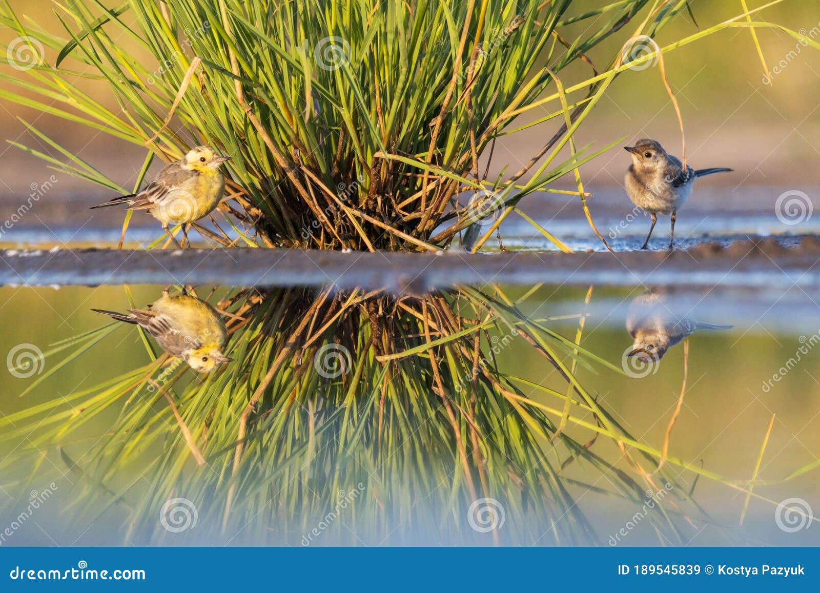 Two Cute Birds with Reflection in the Water Stock Image - Image of ...