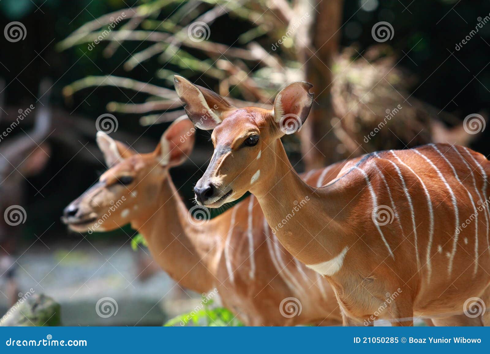 Two cute bongos stock image. Image of herbivore, singapore - 21050285