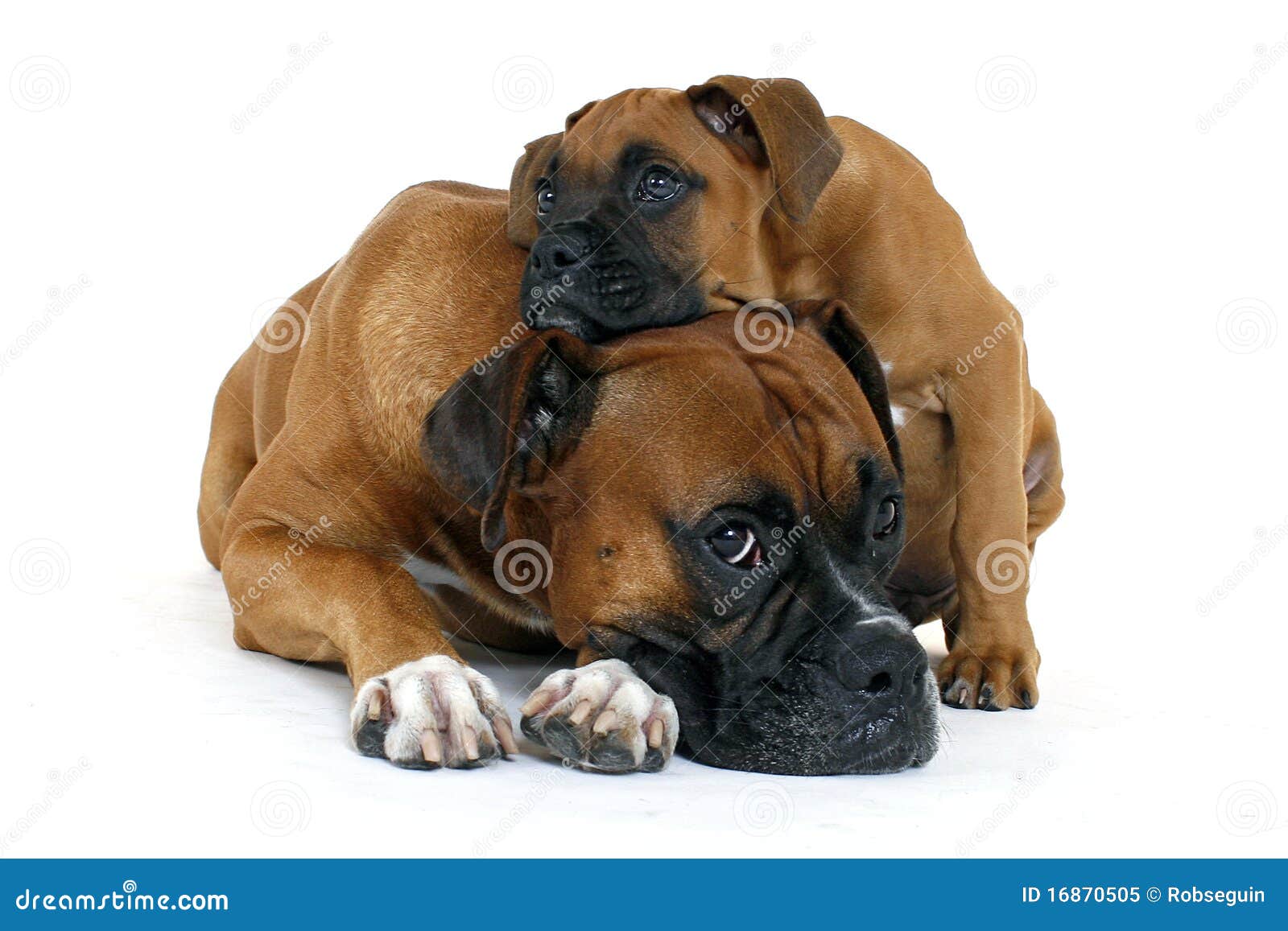 Two cute boxers stock image. Image of beige, companionship - 16870505