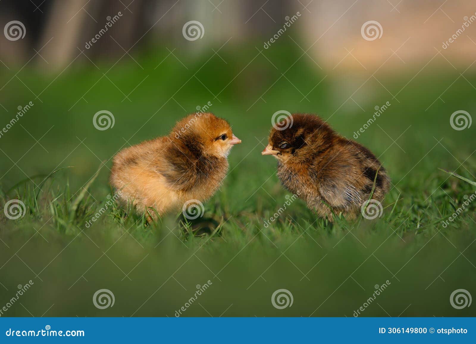 Two Cute Brown Baby Chicks Posing on Grass in the Sun Stock Photo - Image of domestic, cute ...