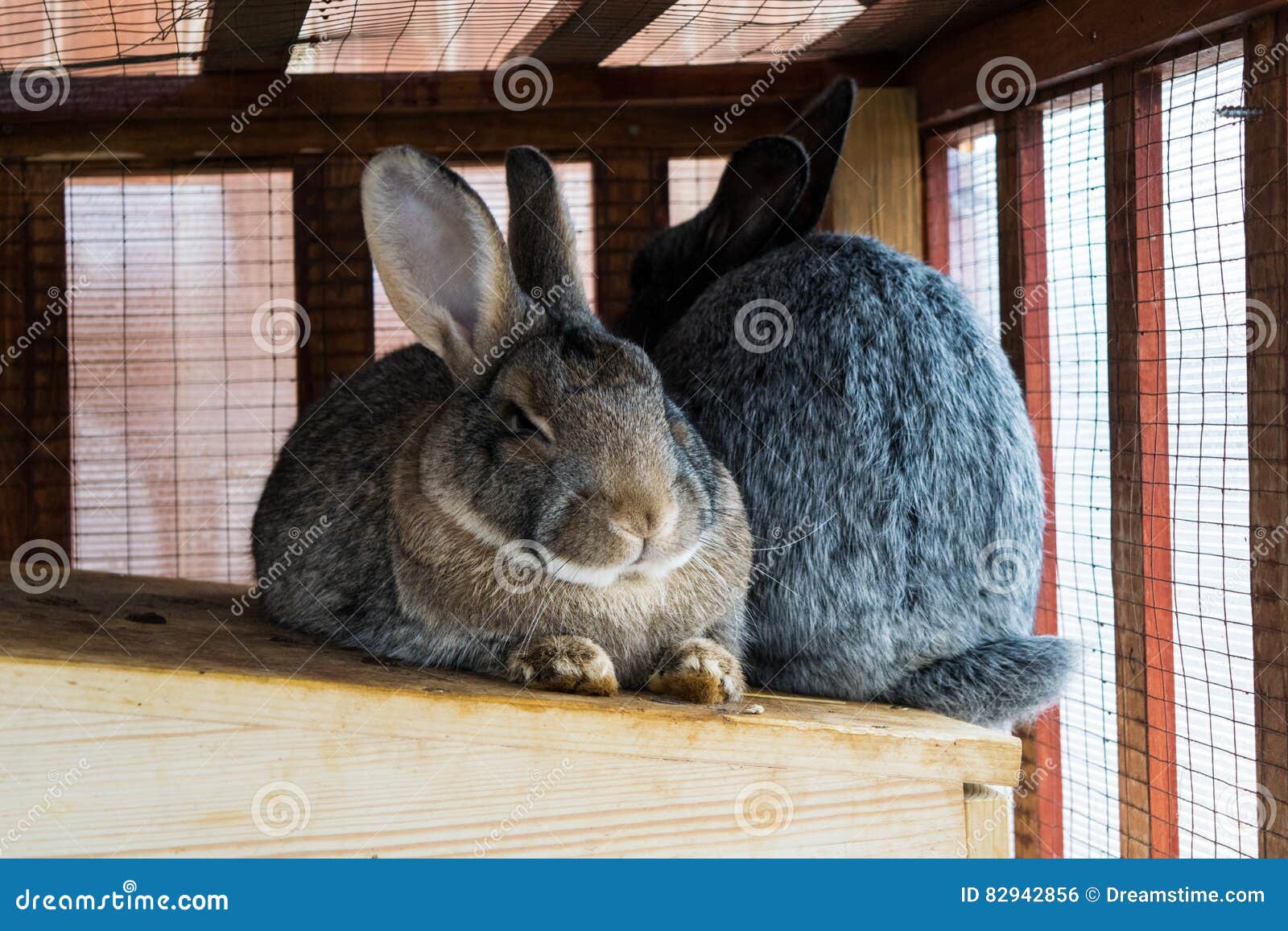 Two Cute Bunnies stock photo. Image of sweet, gray, rezekne - 82942856
