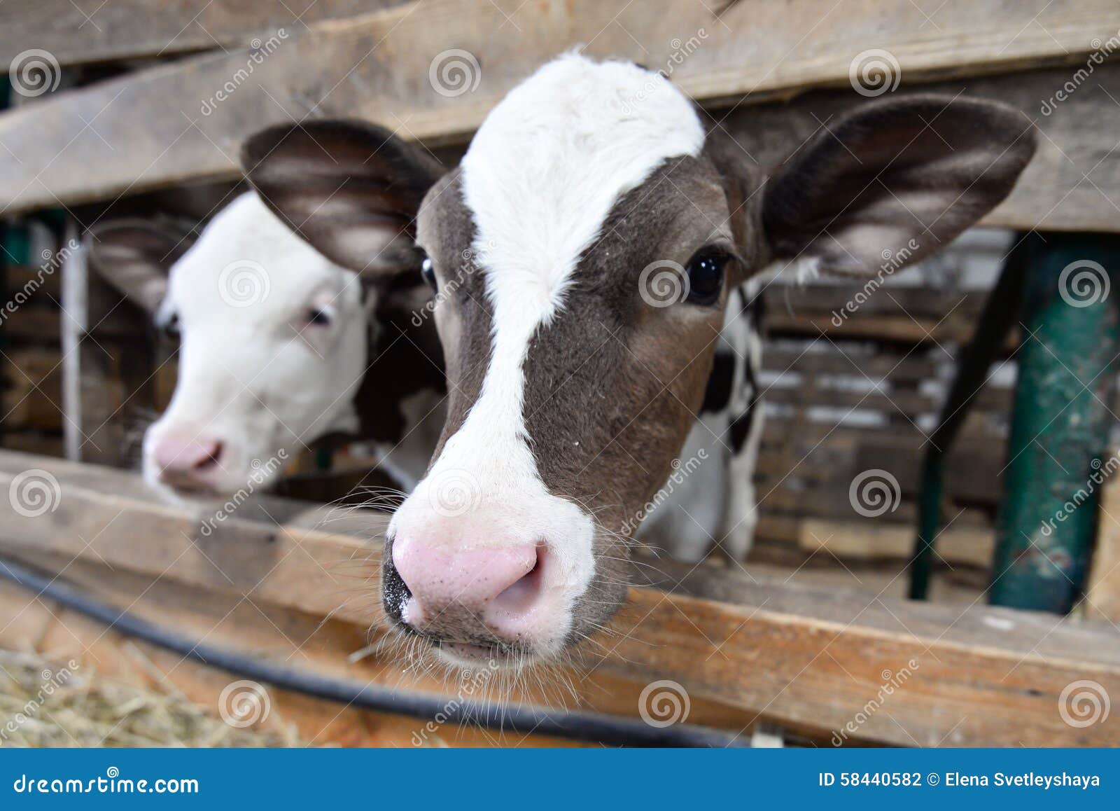 Two cute calves stock photo. Image of rural, eyes, nice - 58440582