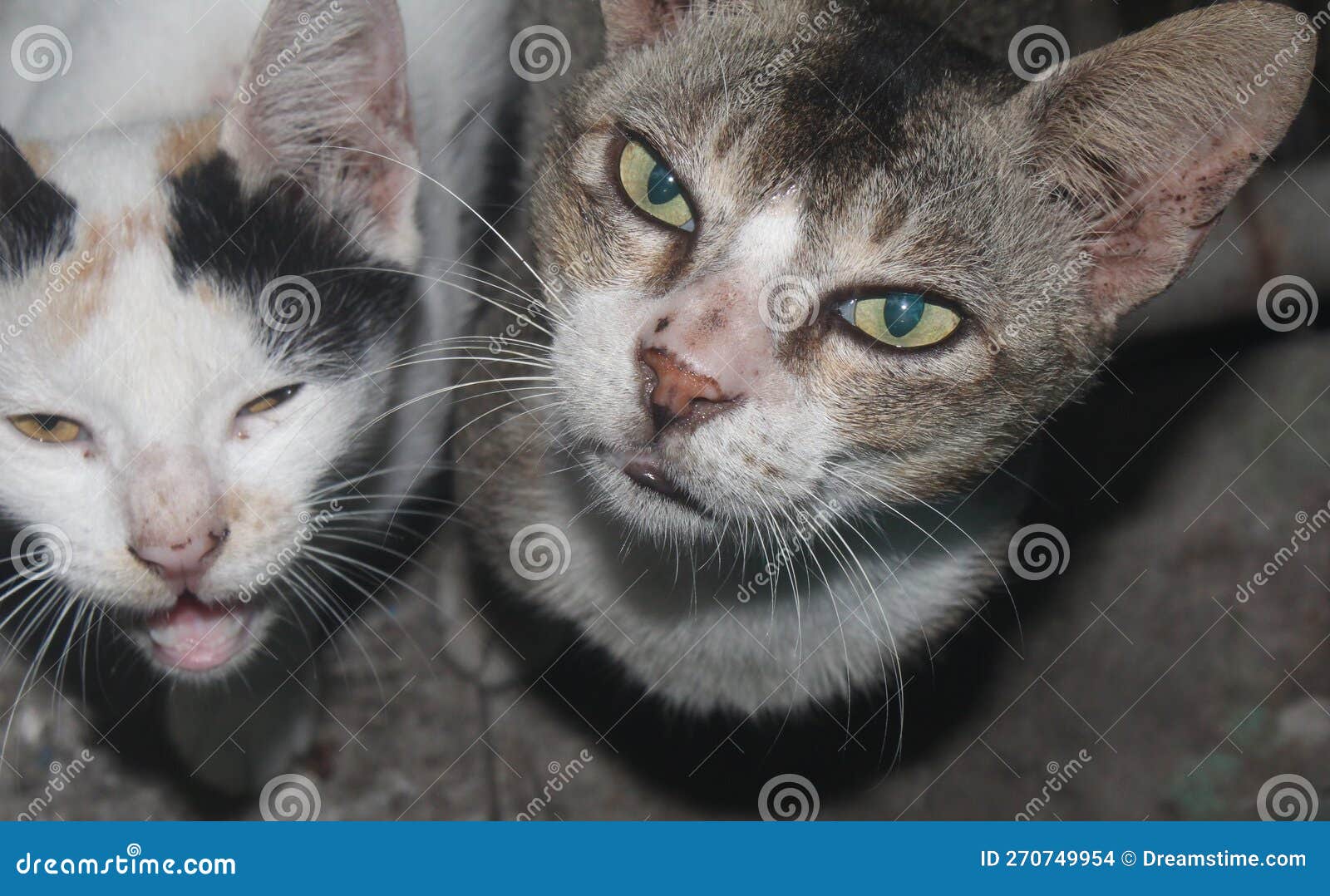 Two cute cats stock photo. Image of animal, mammal, snout - 270749954