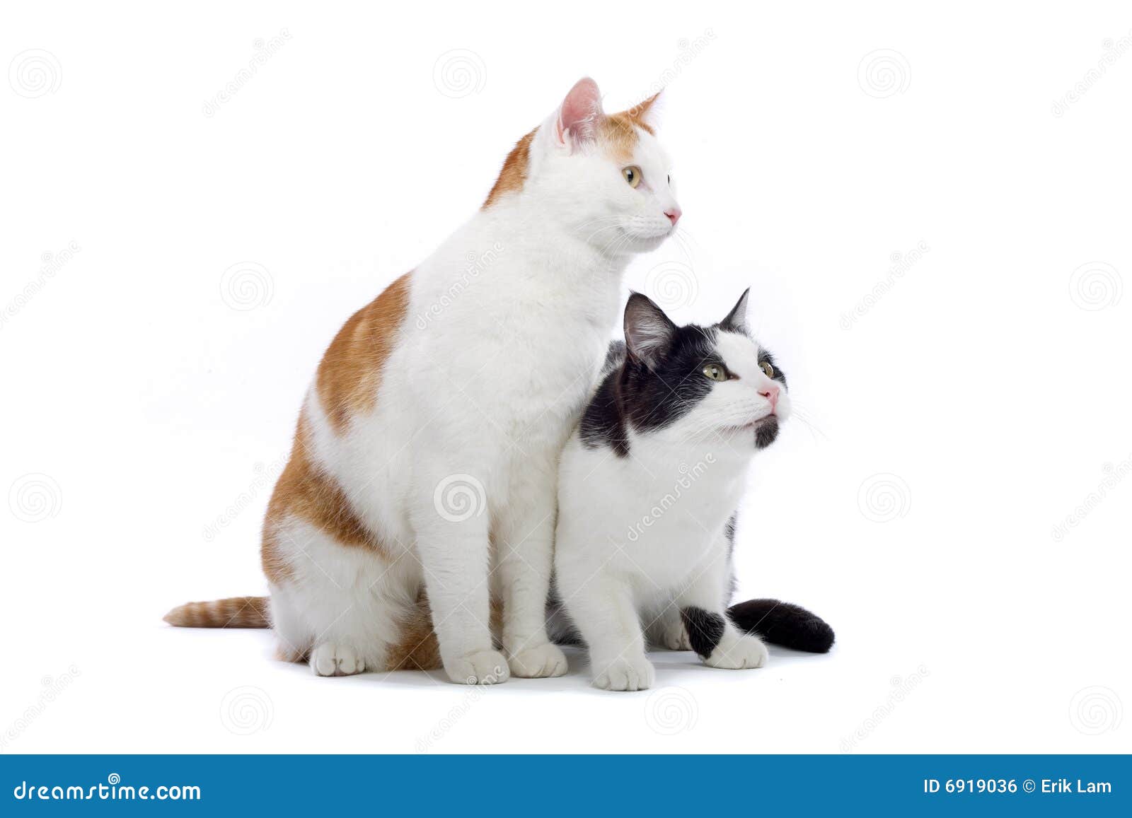 Two cute cats stock photo. Image of ginger, indoors, mammals - 6919036