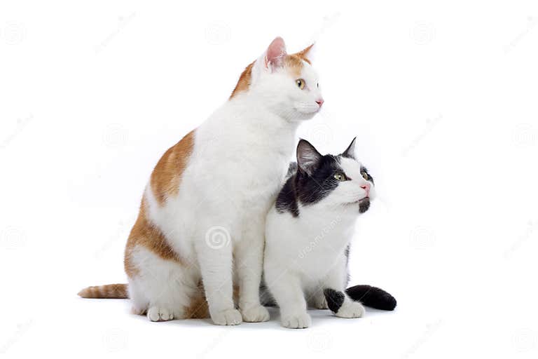 Two cute cats stock photo. Image of ginger, indoors, mammals - 6919036