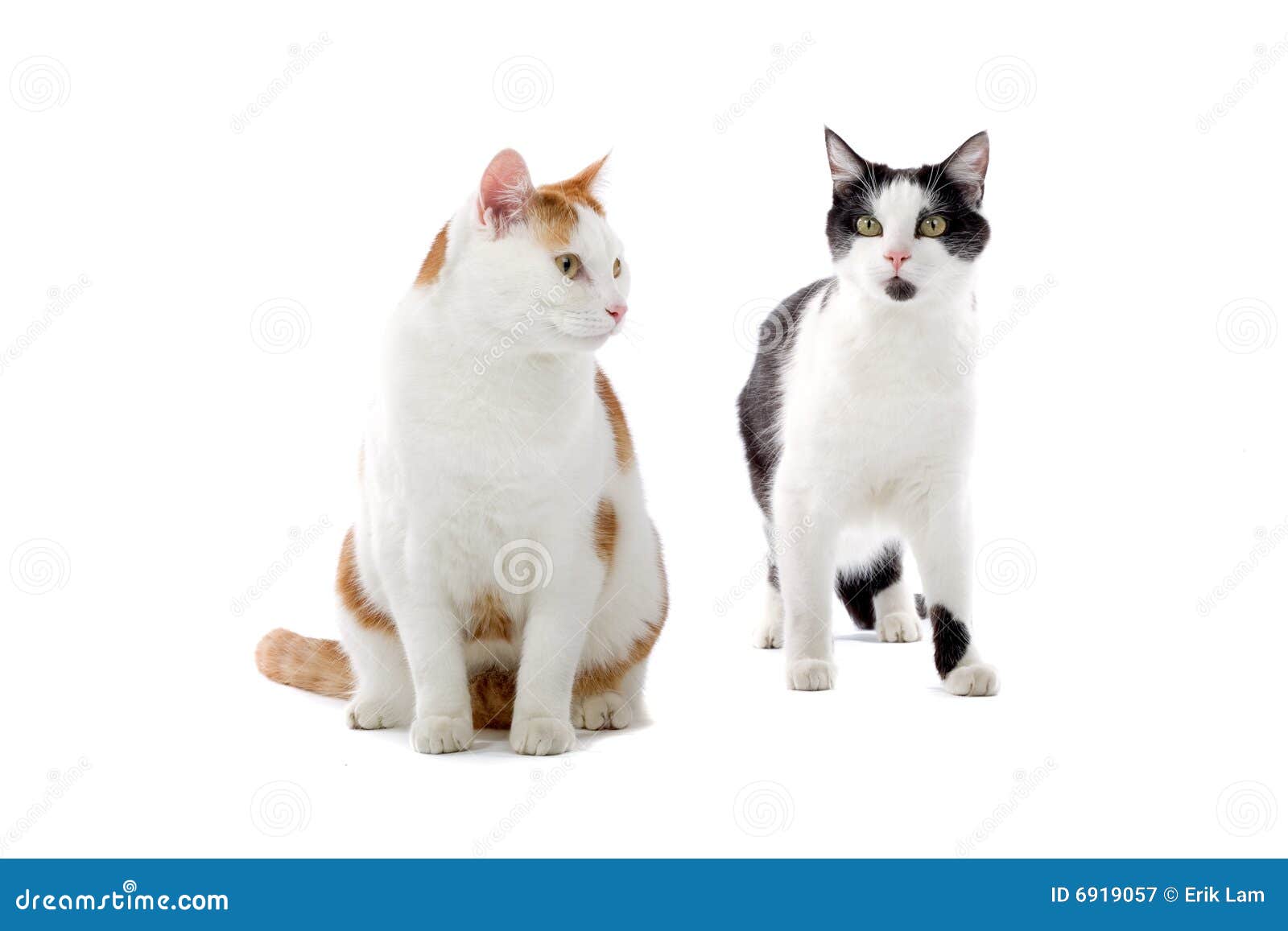 Two cute cats stock image. Image of mammals, ginger, friends - 6919057