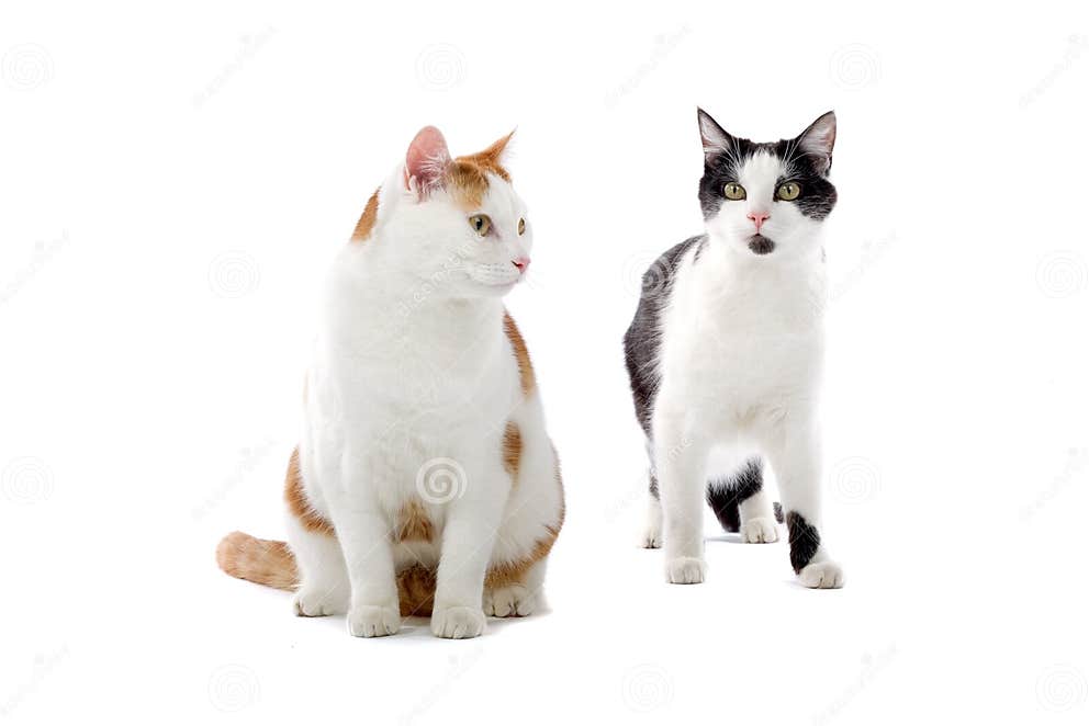 Two cute cats stock image. Image of mammals, ginger, friends - 6919057
