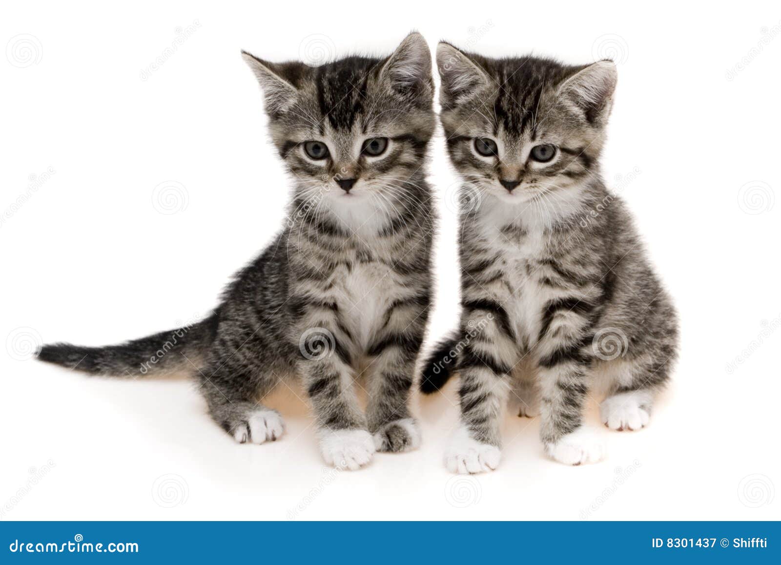 Two cute cats stock image. Image of shorthair, suspicion - 8301437