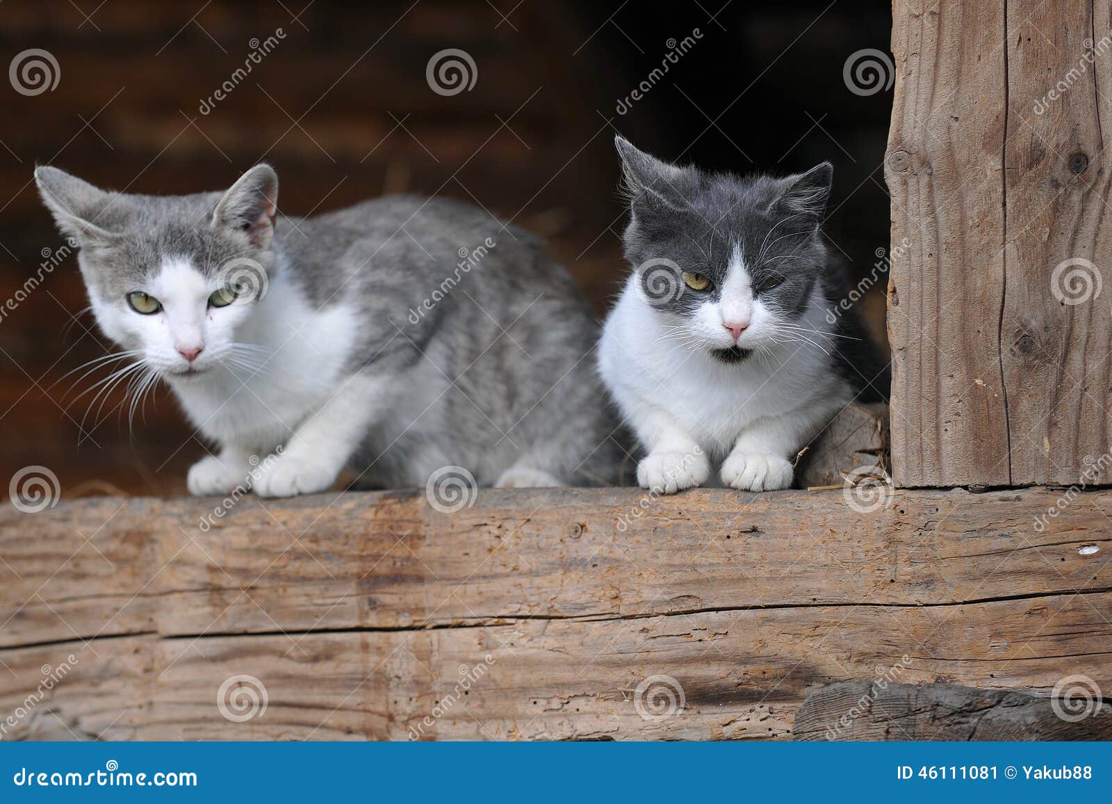 Two cute cats stock image. Image of tenderness, white - 46111081