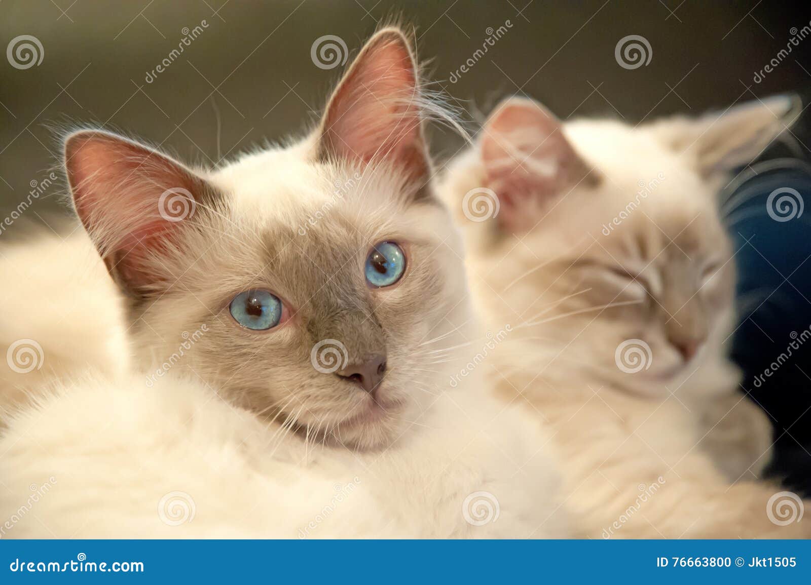 Two cute cats stock photo. Image of closed, felines, lying - 76663800