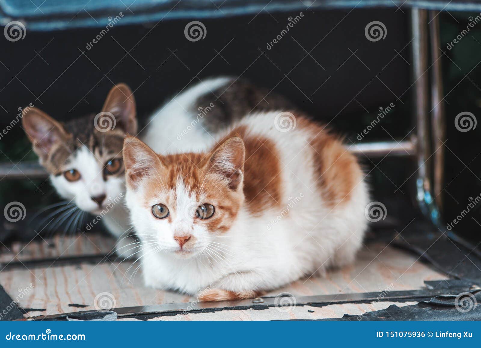 Two cute cats stock photo. Image of tabby, cats, young - 151075936