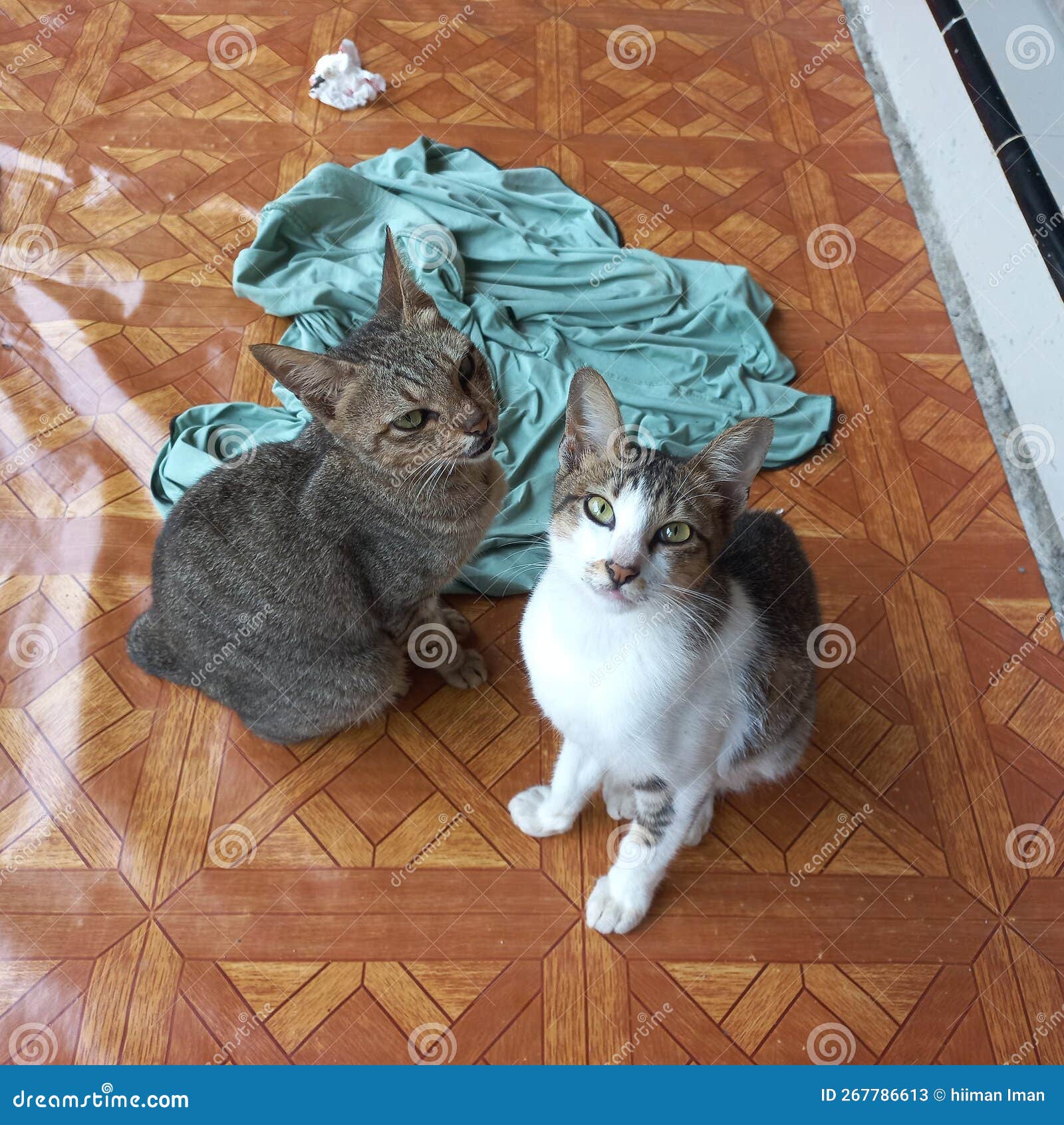 Two Cute Cats are on the Floor in the Yard Stock Image - Image of cats ...