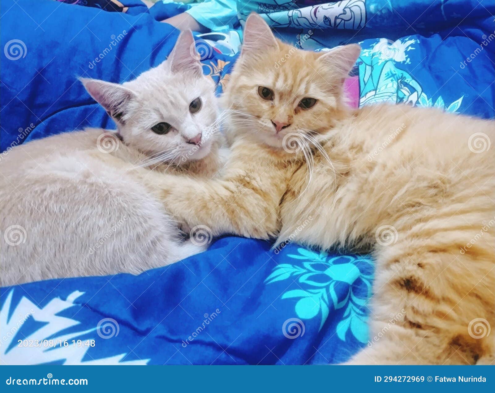 Two Cute Cats Hugging Each Other Stock Image - Image of cats, wildcat ...