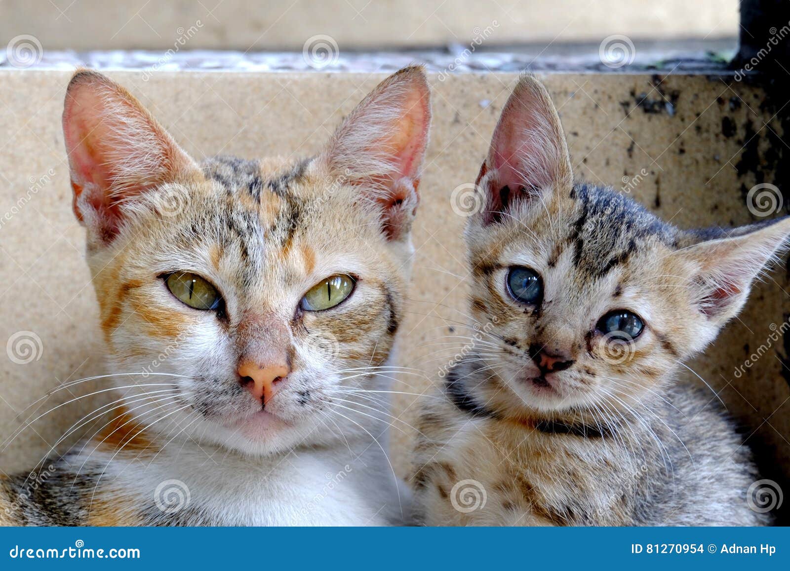 Two Cute Cats Posing in Front of the Camera Stock Photo - Image of ...