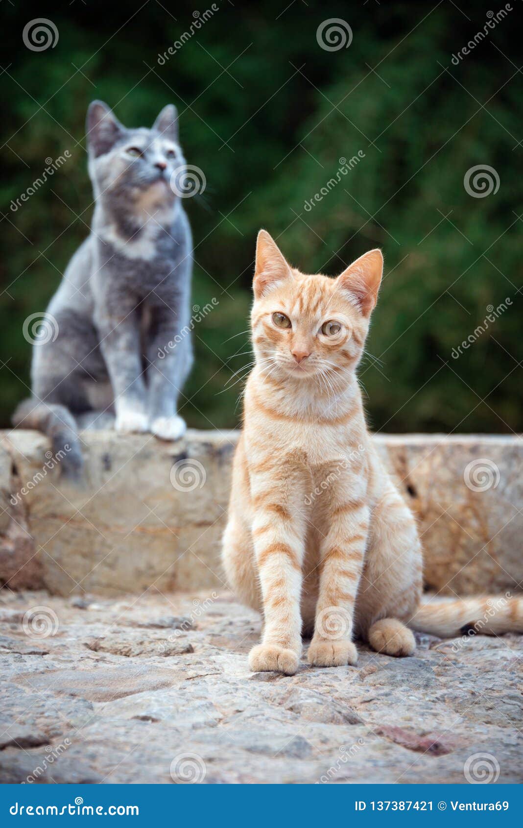Two cute cats stock image. Image of cats, little, fluffy - 137387421