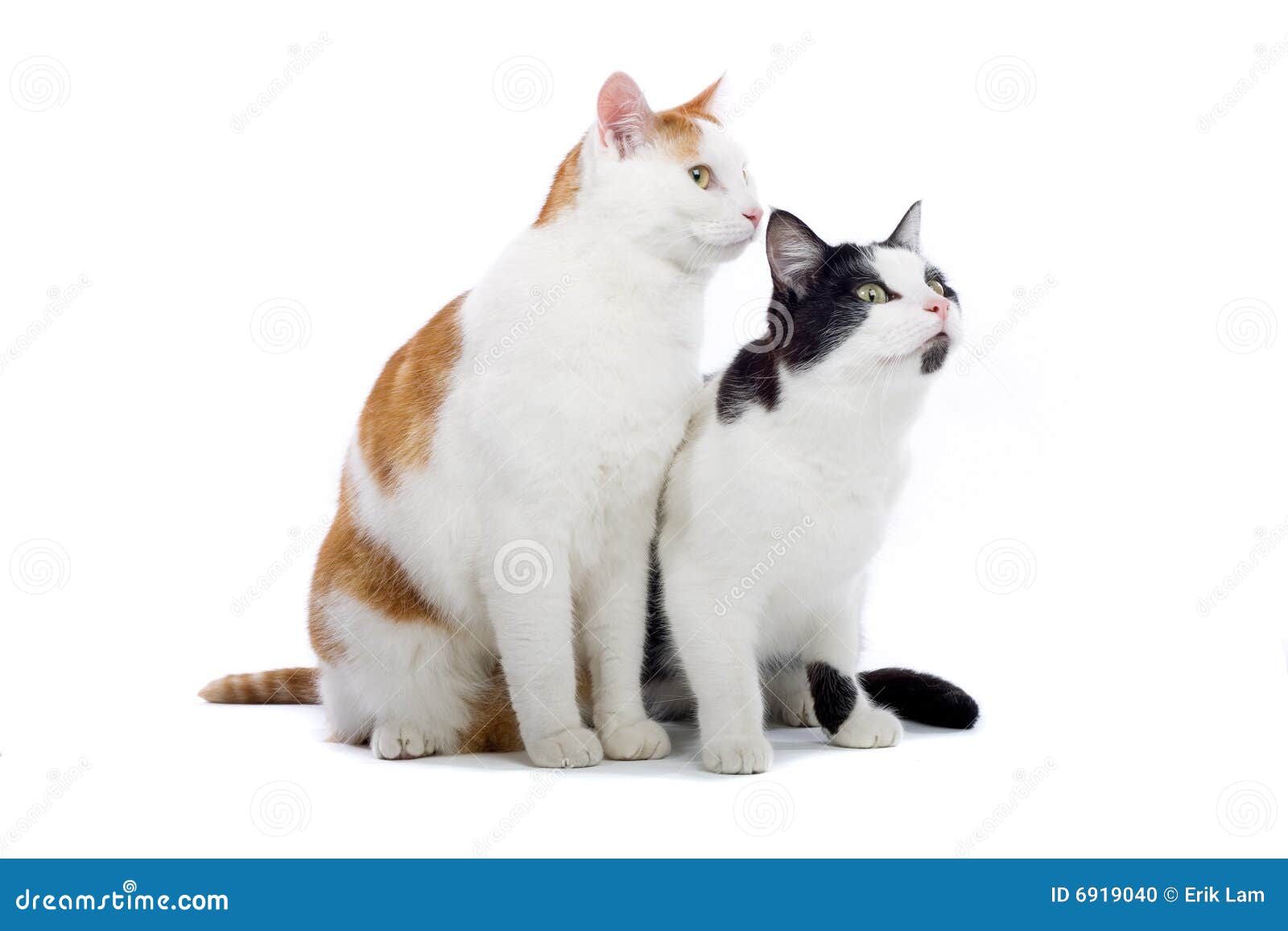 Two cute cats on white stock photo. Image of animals, close - 6919040