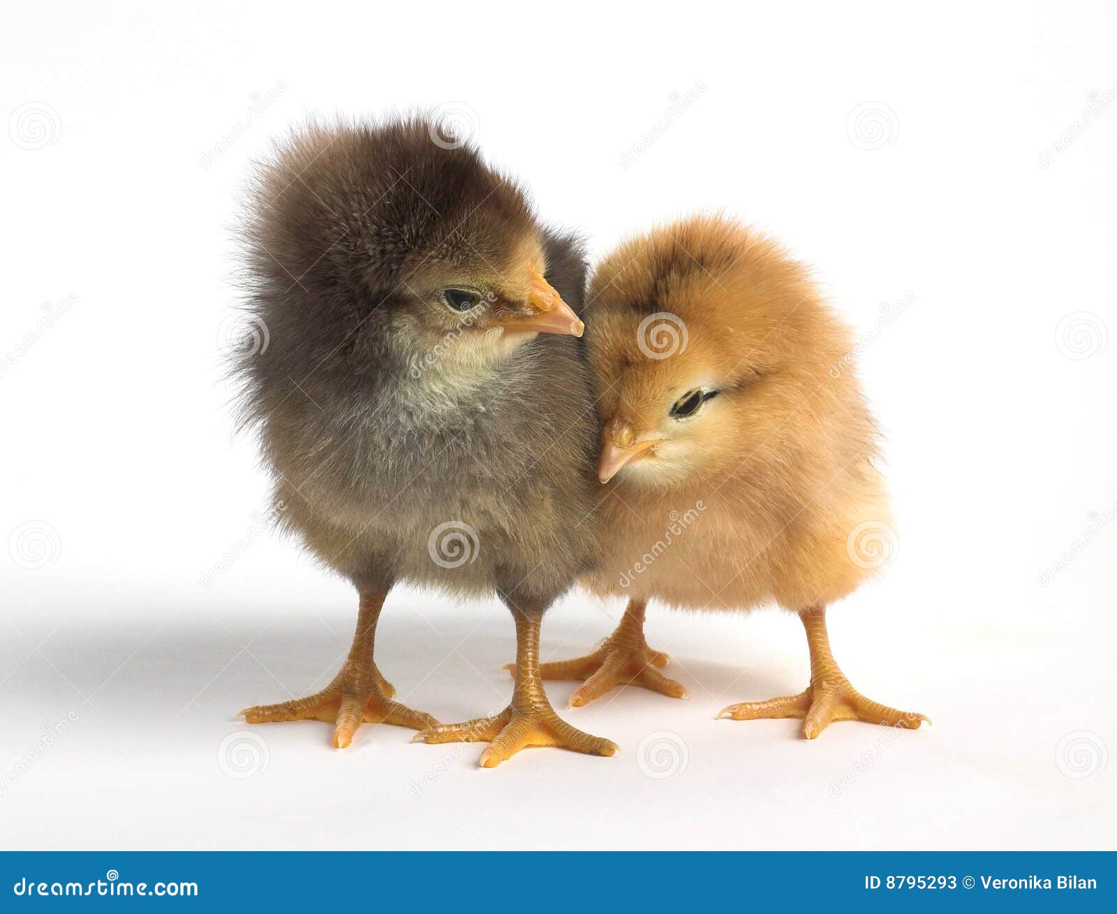 Two cute chicken stock image. Image of poultry, fluff - 8795293