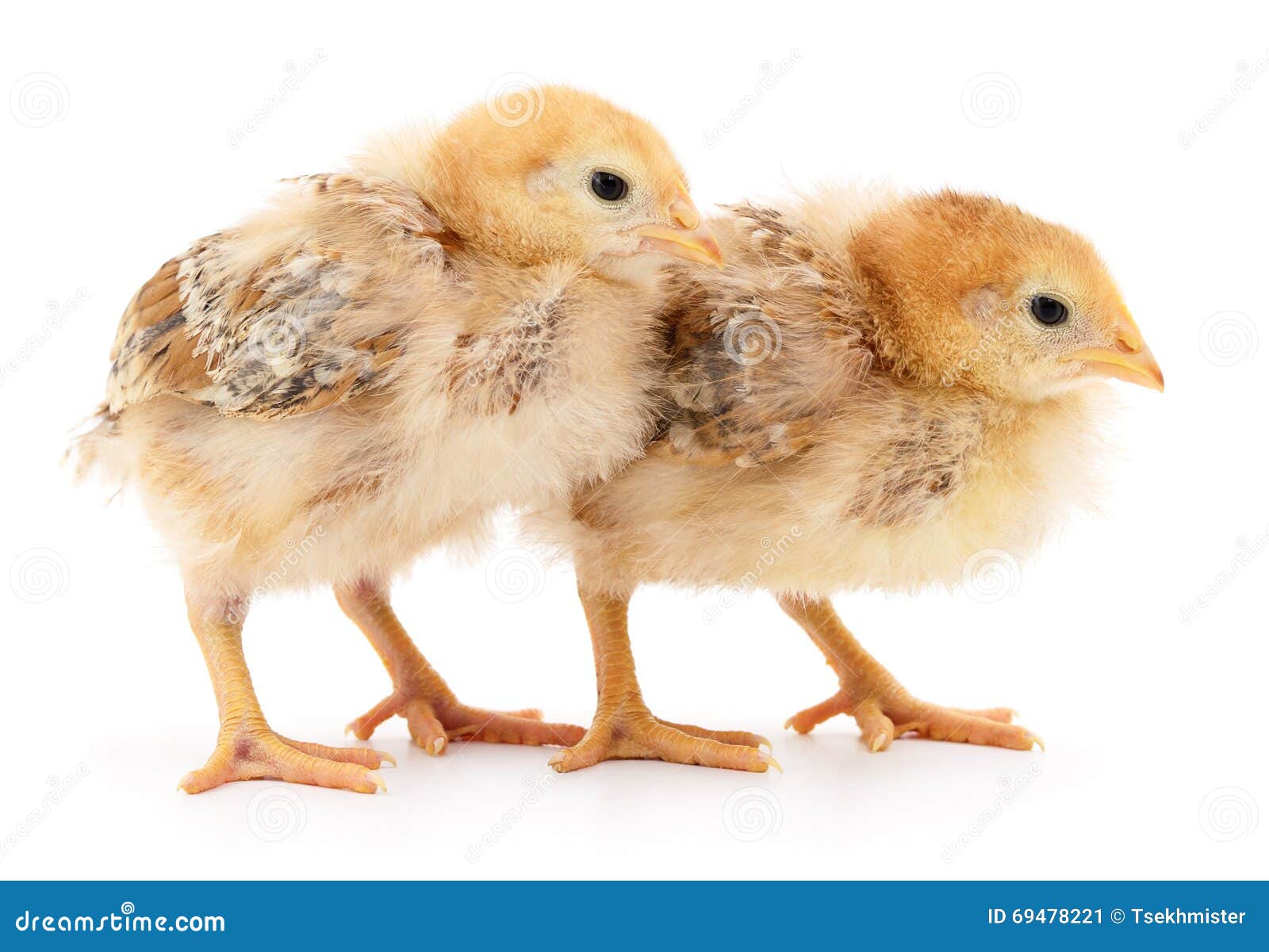 Cute Chicks In A Straw Cage Stock Photography | CartoonDealer.com ...