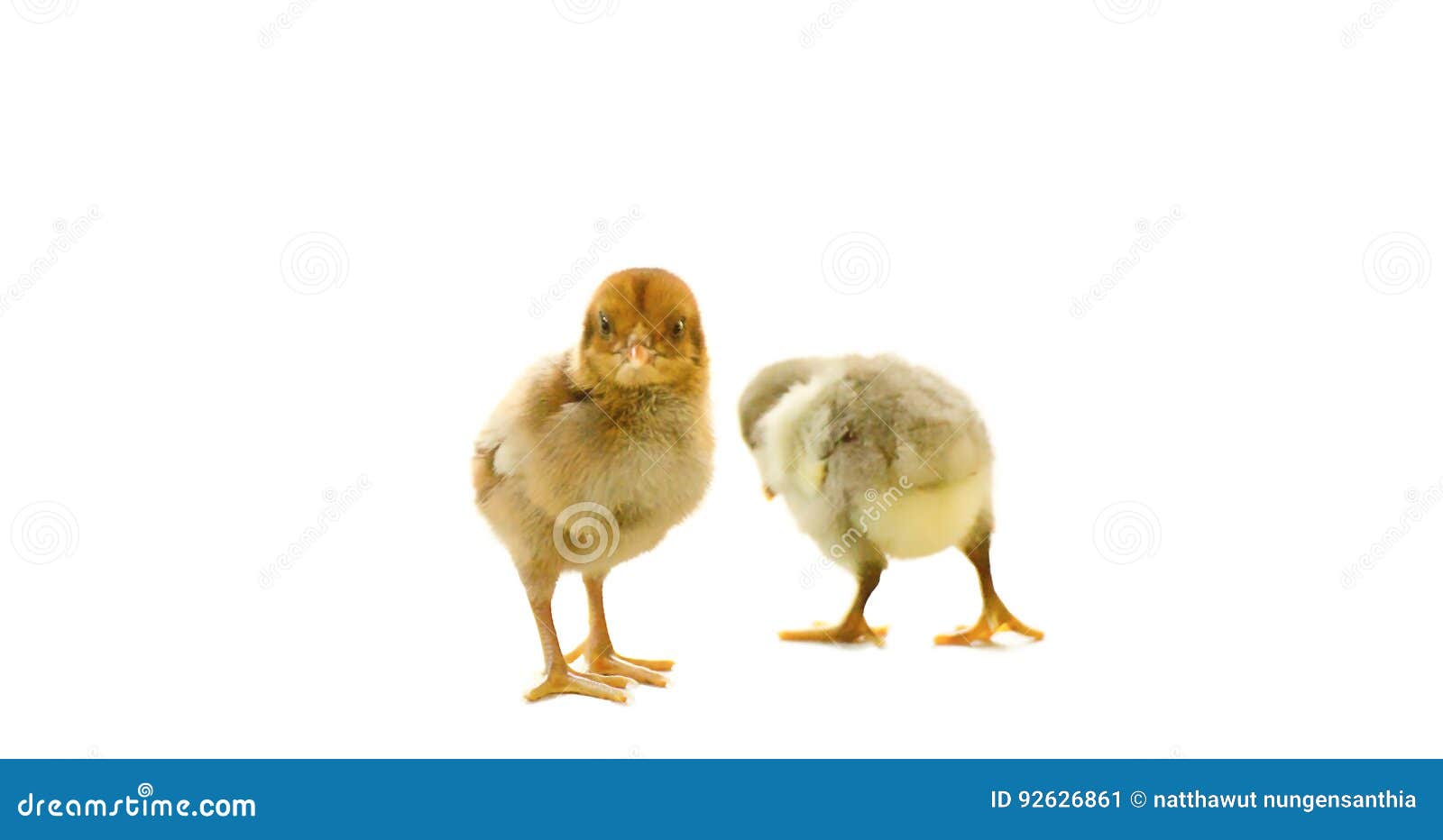 Two Cute Chicks Isolated on White Background Stock Image - Image of ...