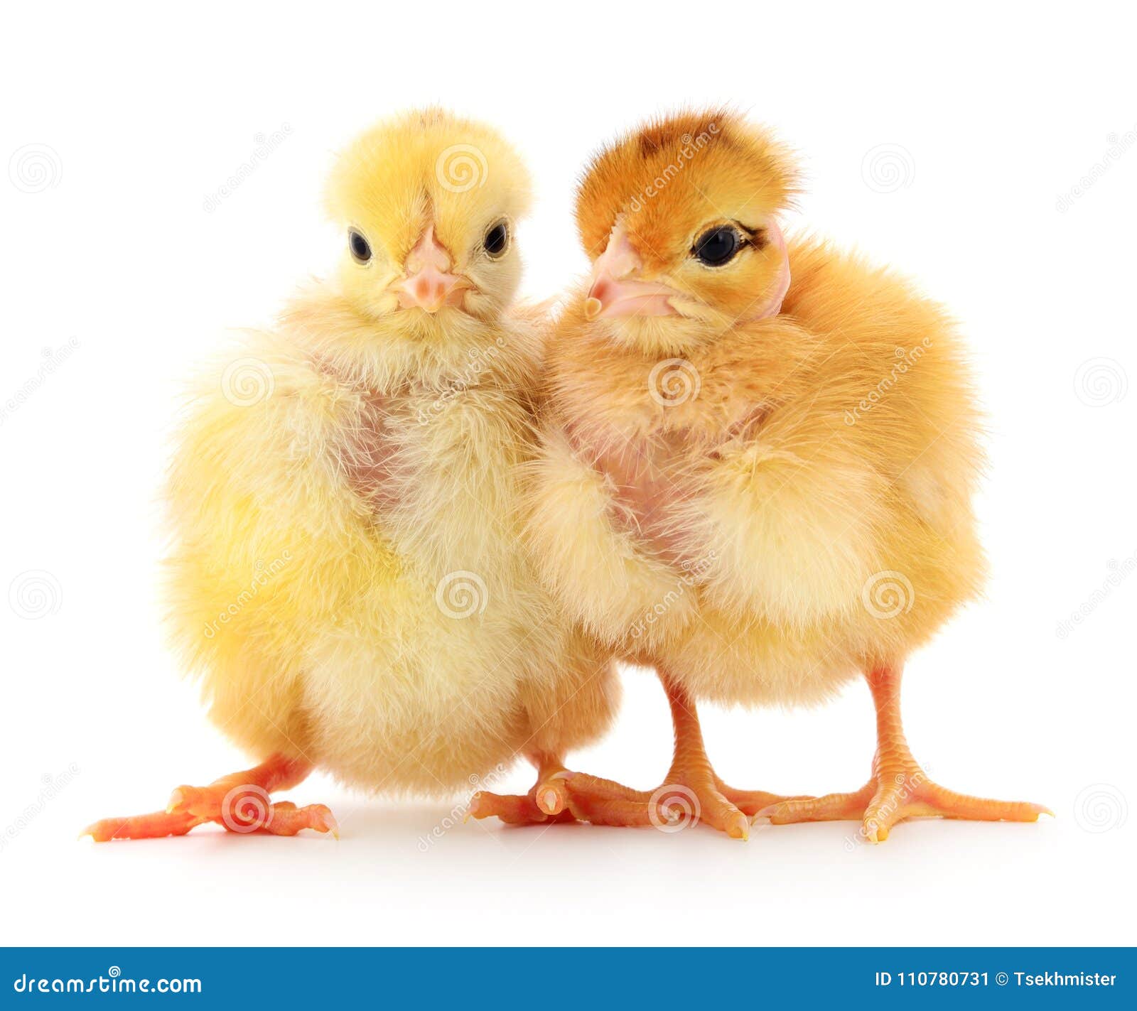 Cute Chicks In A Straw Cage Stock Photography | CartoonDealer.com ...