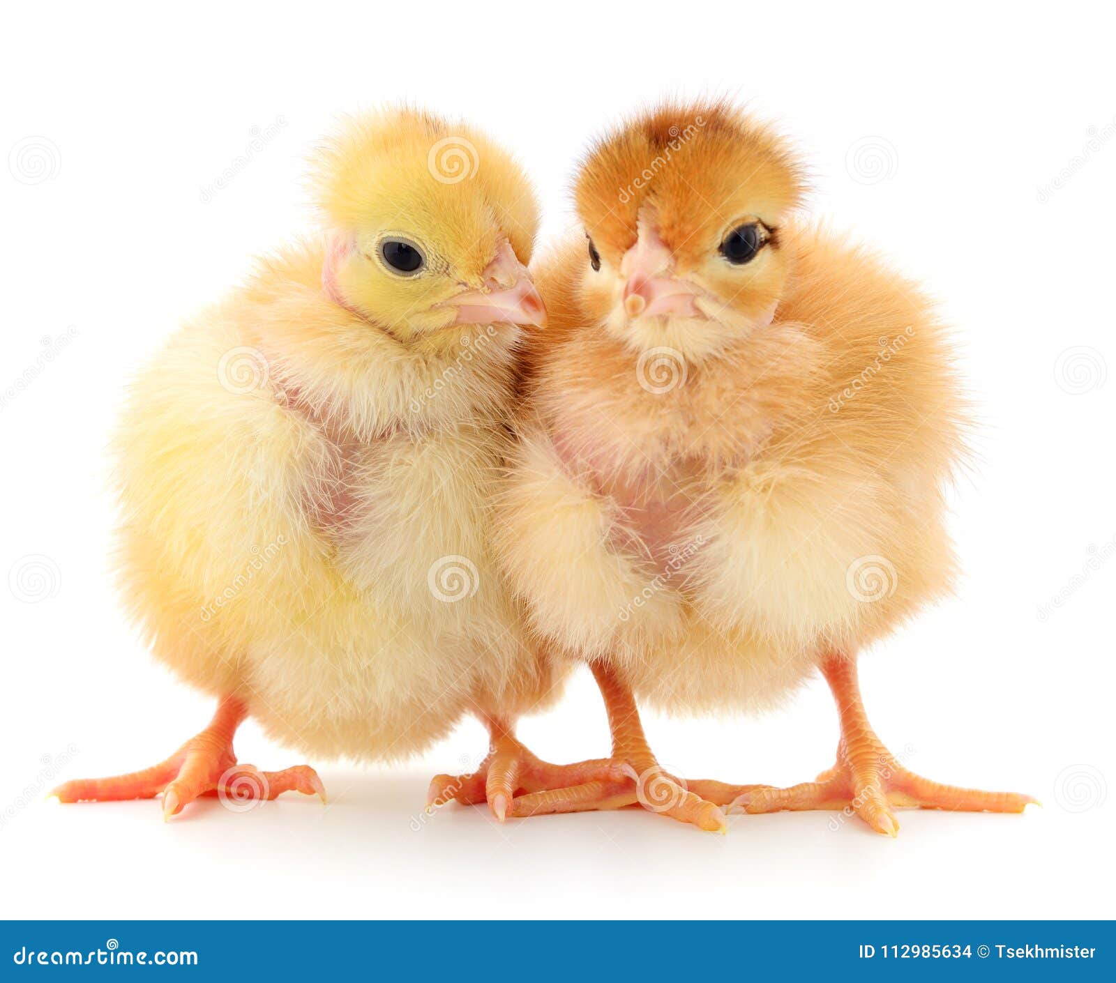 Two cute chicks on white stock photo. Image of white - 112985634