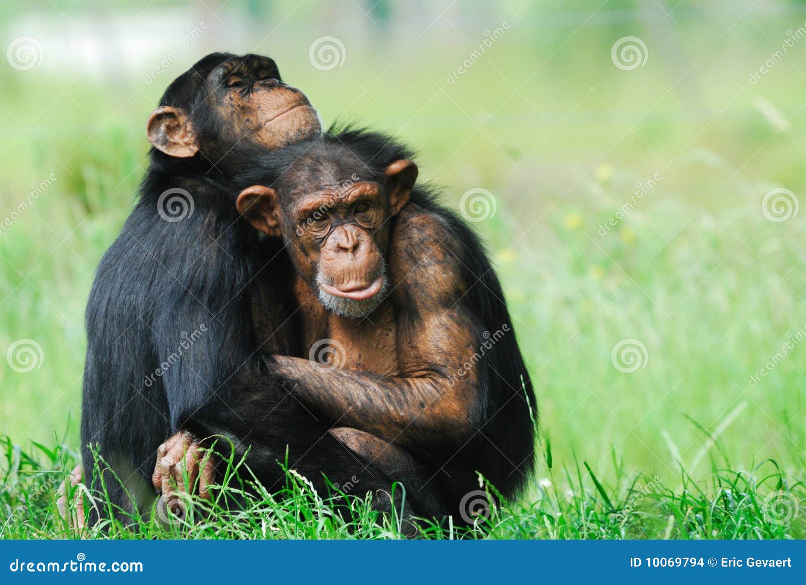 Two cute chimpanzees stock photo. Image of tropical, creature - 10069794