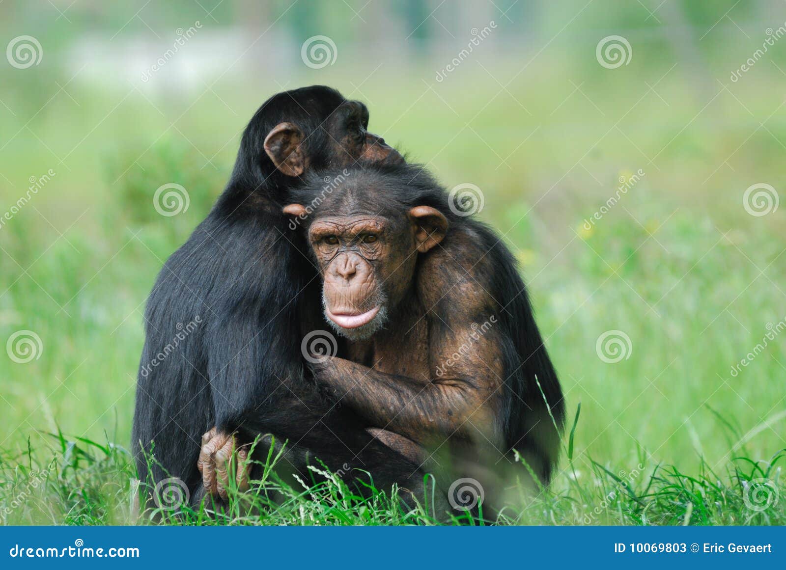 Two cute chimpanzees stock image. Image of african, wildlife - 10069803