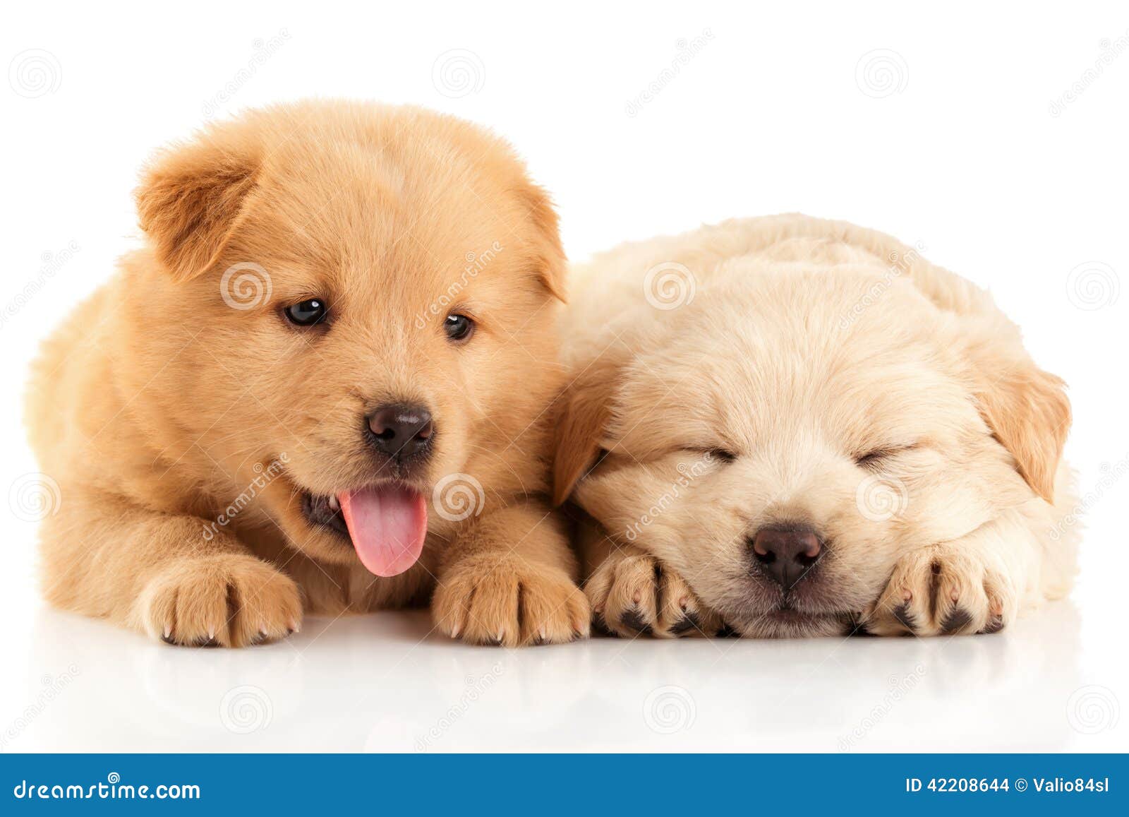 Two Cute Chow-chow Puppies, Isolated Over White Stock Photo - Image of ...