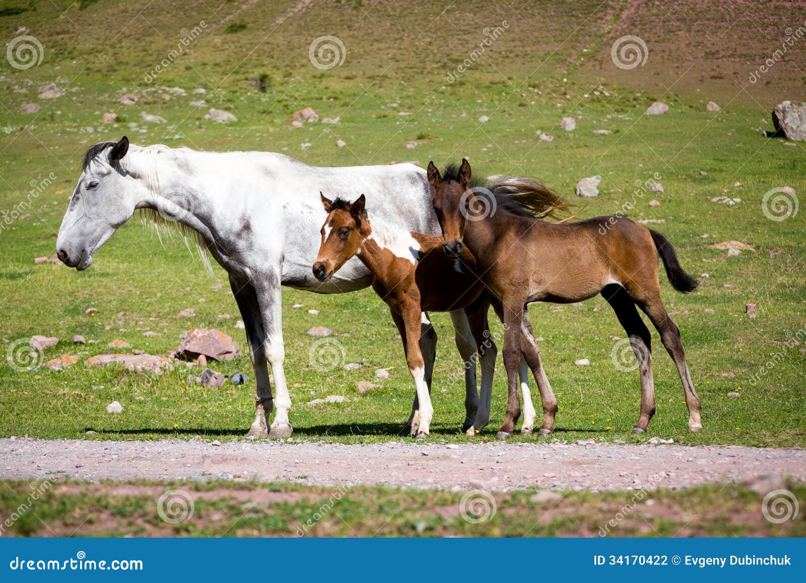 Two Cute Colts and Their Mother Stock Photo - Image of gray, foal: 34170422