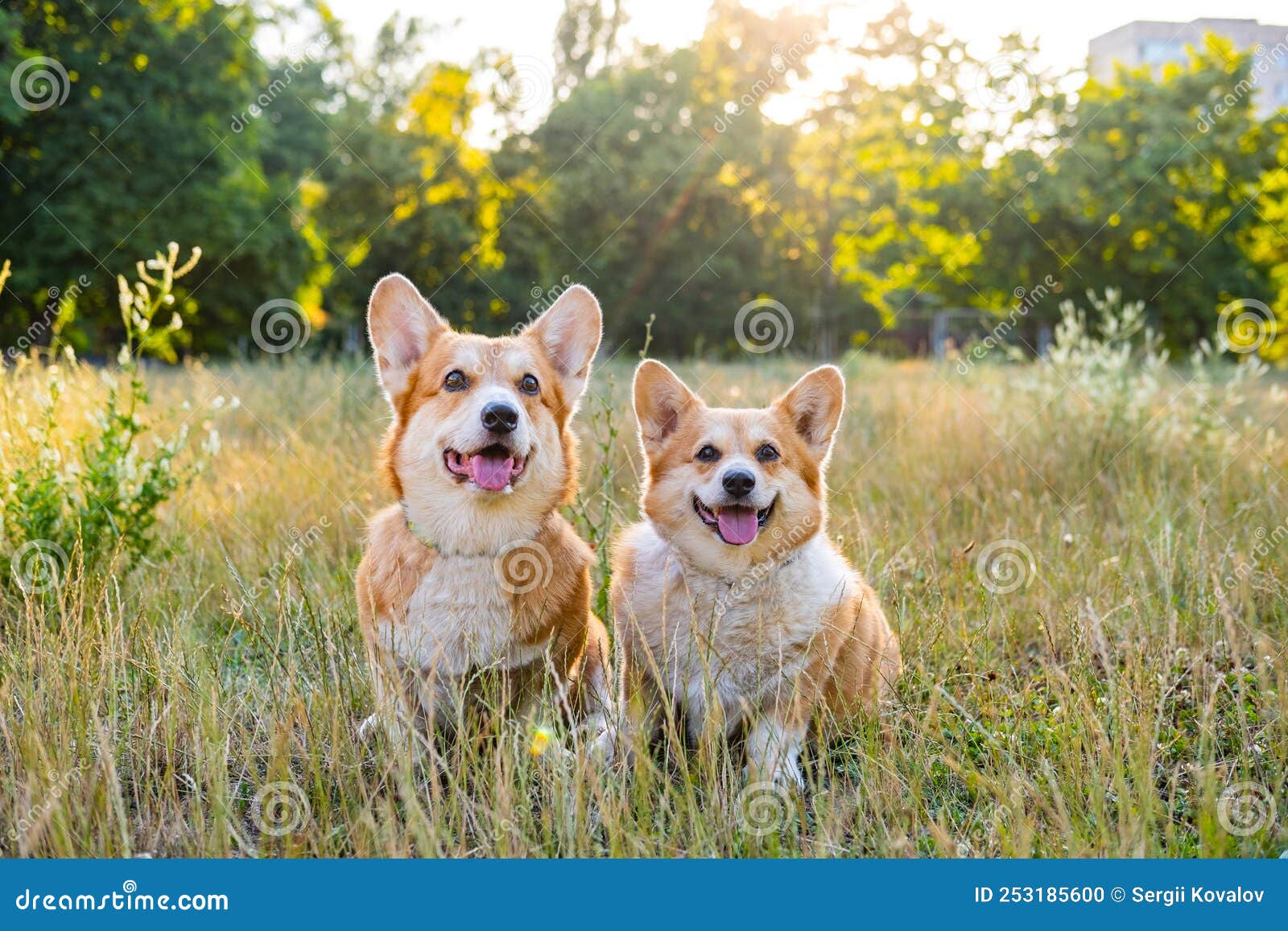 Two cute corgis stock photo. Image of fluffy, meadow - 253185600