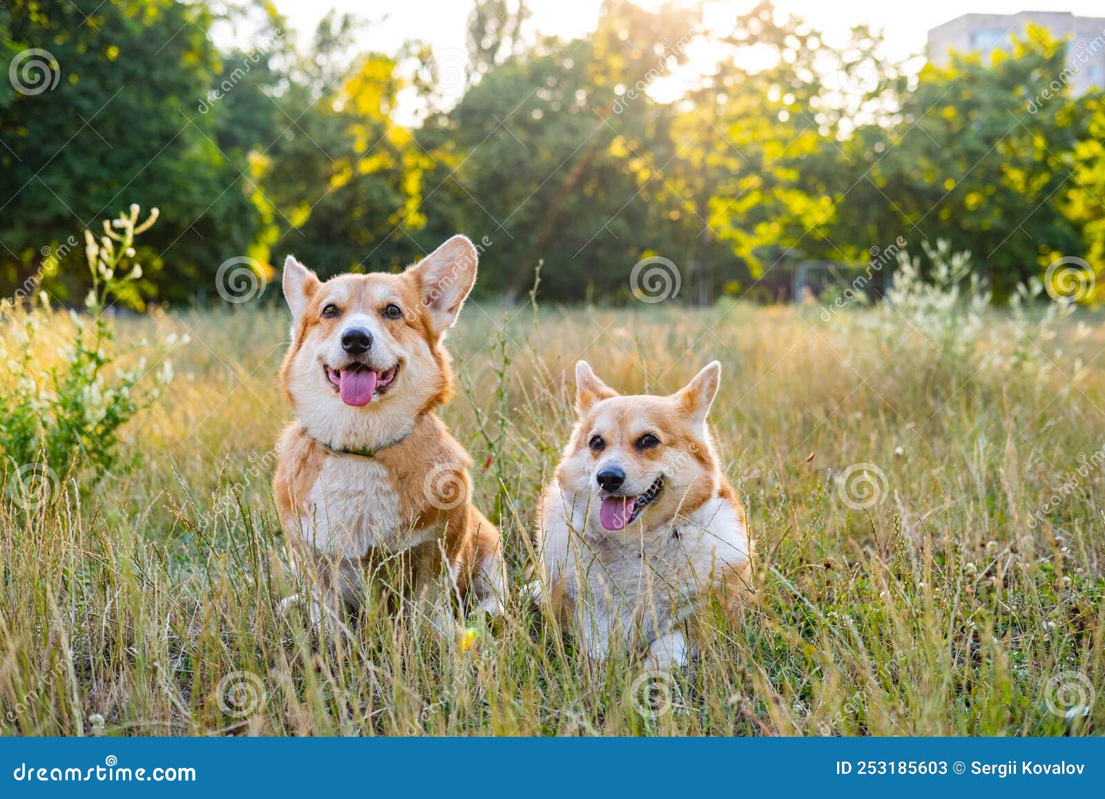 Two cute corgis stock image. Image of breed, animal - 253185603